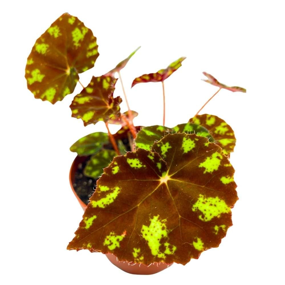 Begonia Kit Kat 4 inch Rhizomatous Red with Yellow Spots - Walmart.com