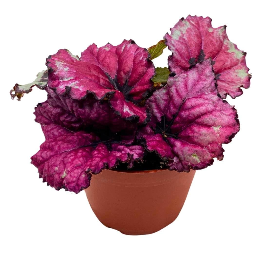 Begonia Kotobuki Pink Rex in a 4 inch Pot - Walmart.com