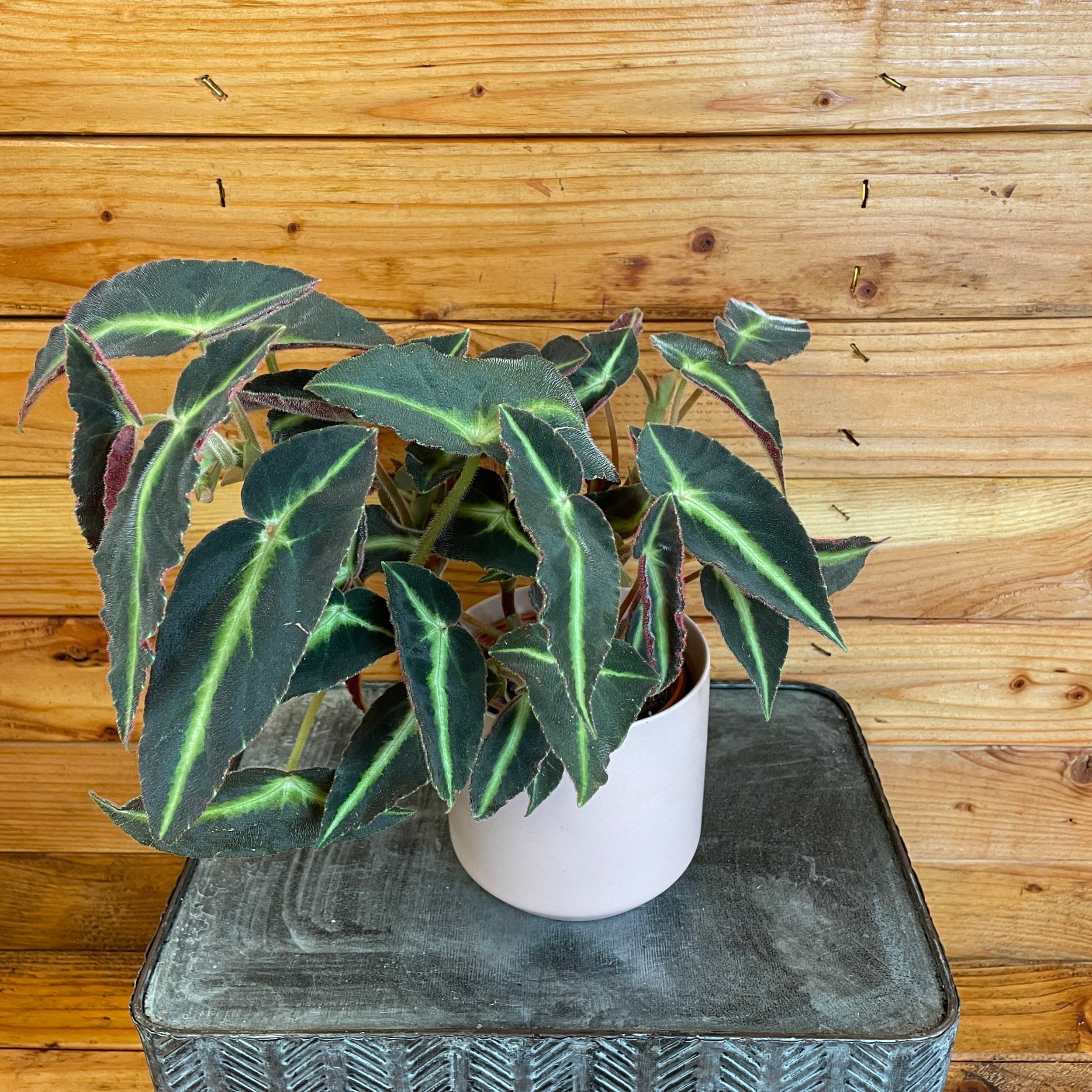 Begonia Listada, 4" Plant, The Plant Farm - Walmart.com