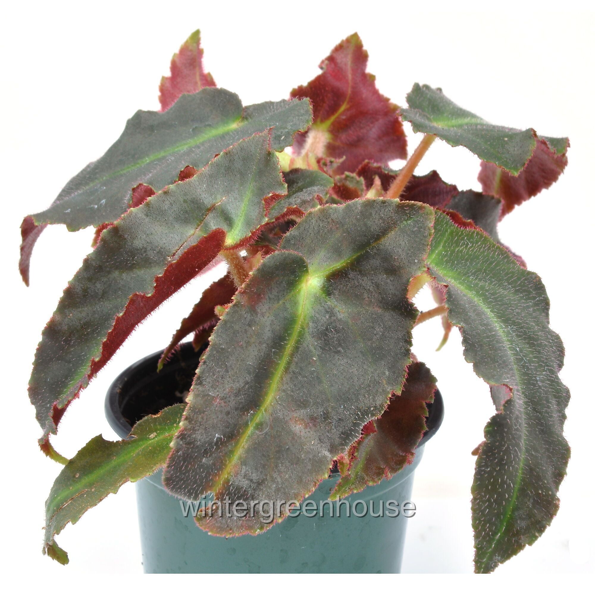 Begonia Listada, Brazilian Begonia - Pot Size: 3" (2.6x3.5 ...