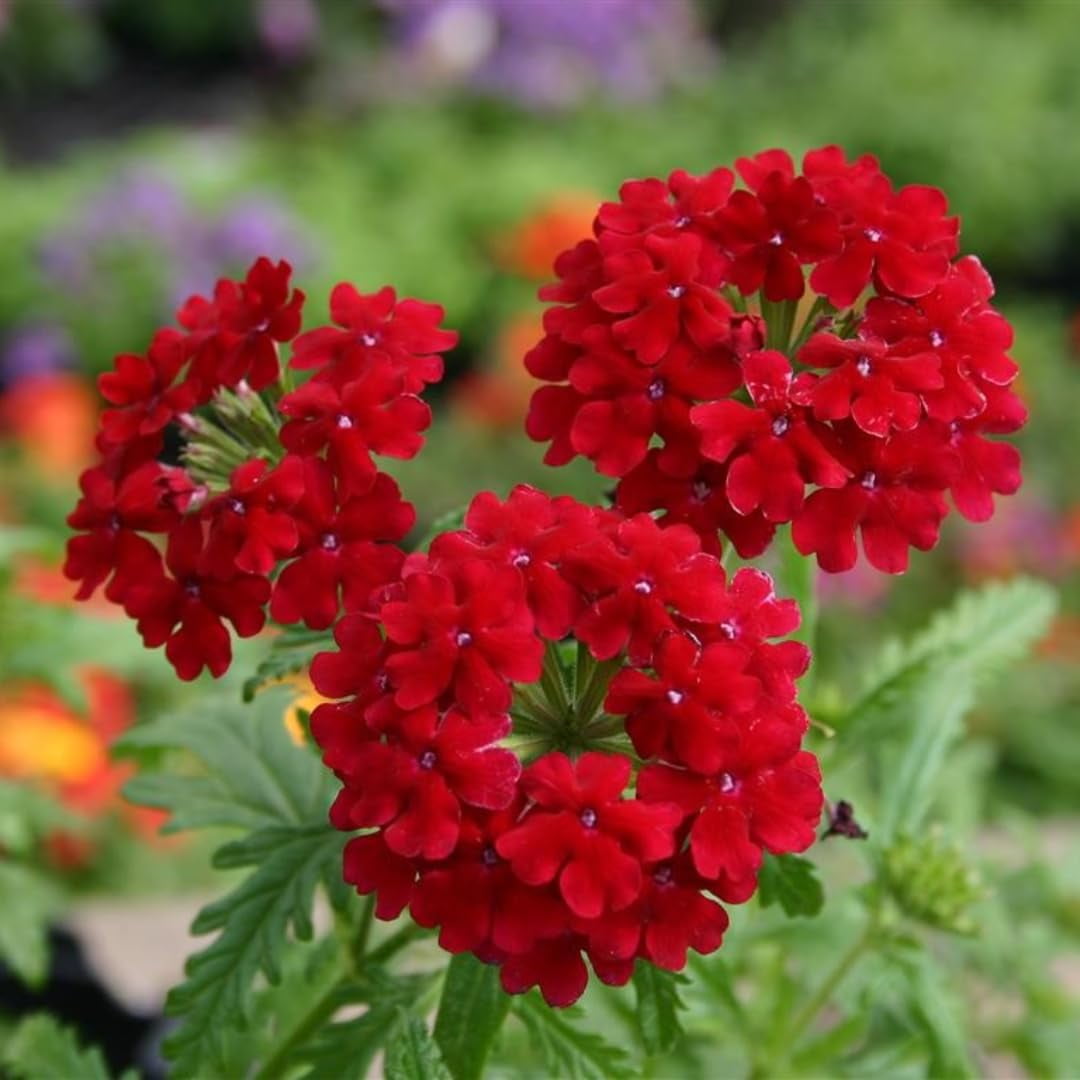 Perennial Red Verbena Plants Live, Sets 6 Plants Verbena for Planting ...