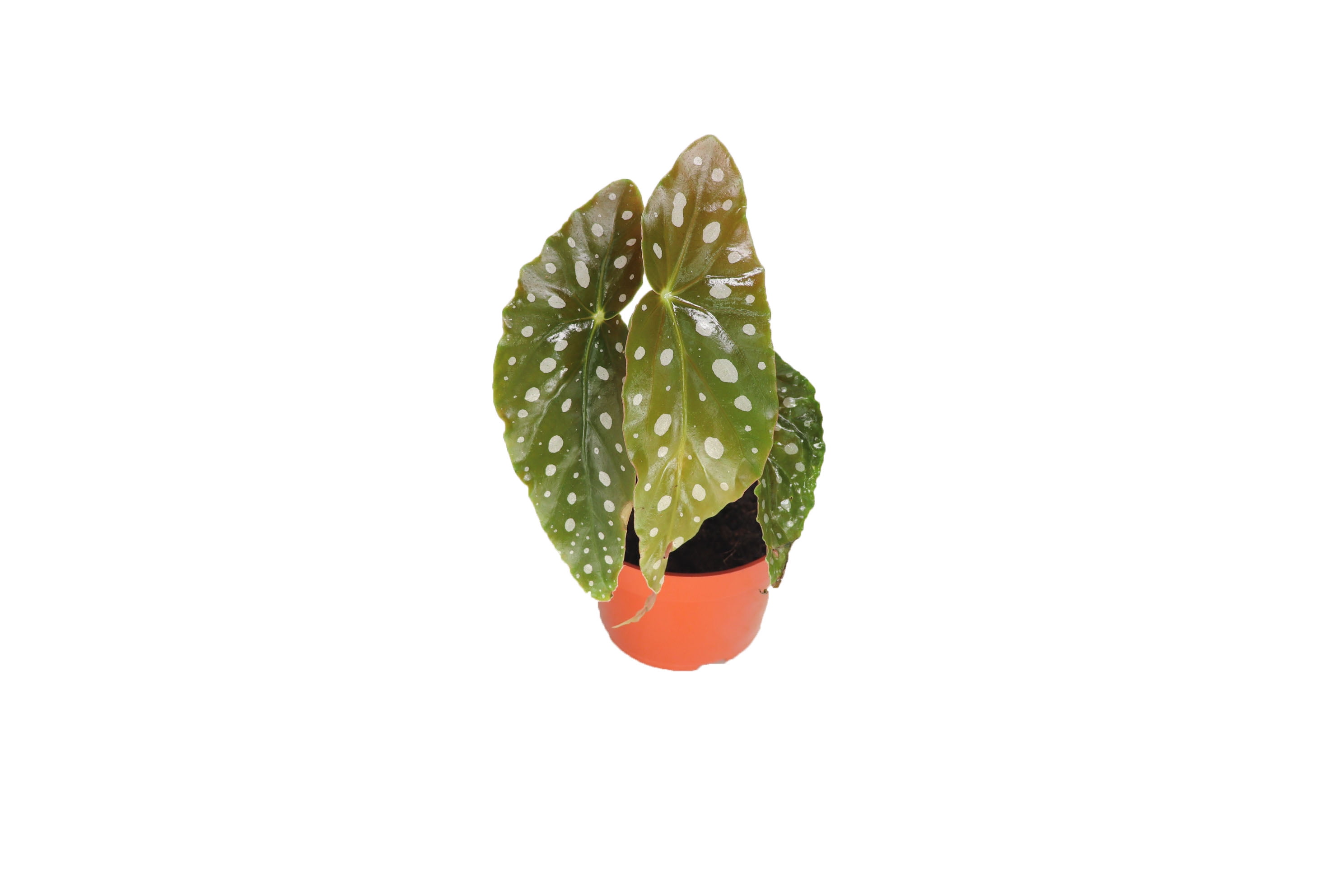 California Tropicals Begonia Maculata, Fully Rooted Plant in 4-Inch Pot ...
