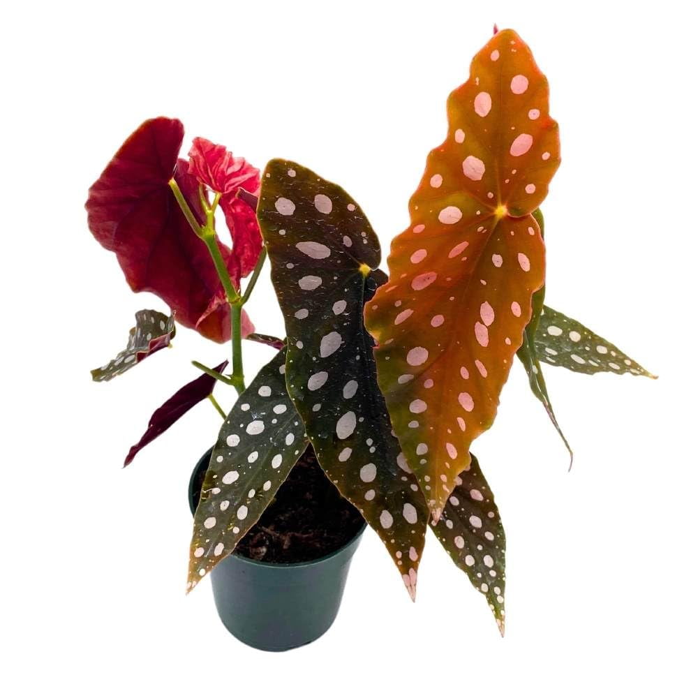 Begonia Maculata, 4 inch, Trout Begonia, Polka Dot Plant, Widgtii ...