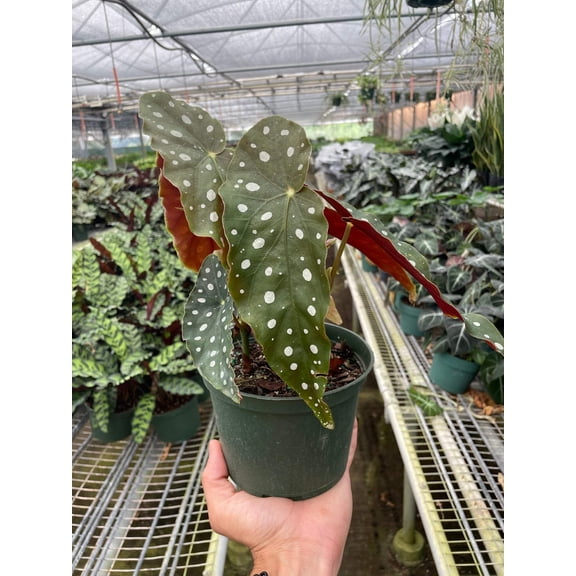 Syngonium 'Red Arrow', 6" Pot, Indoor Houseplant, Easy Care, Live Plant ...