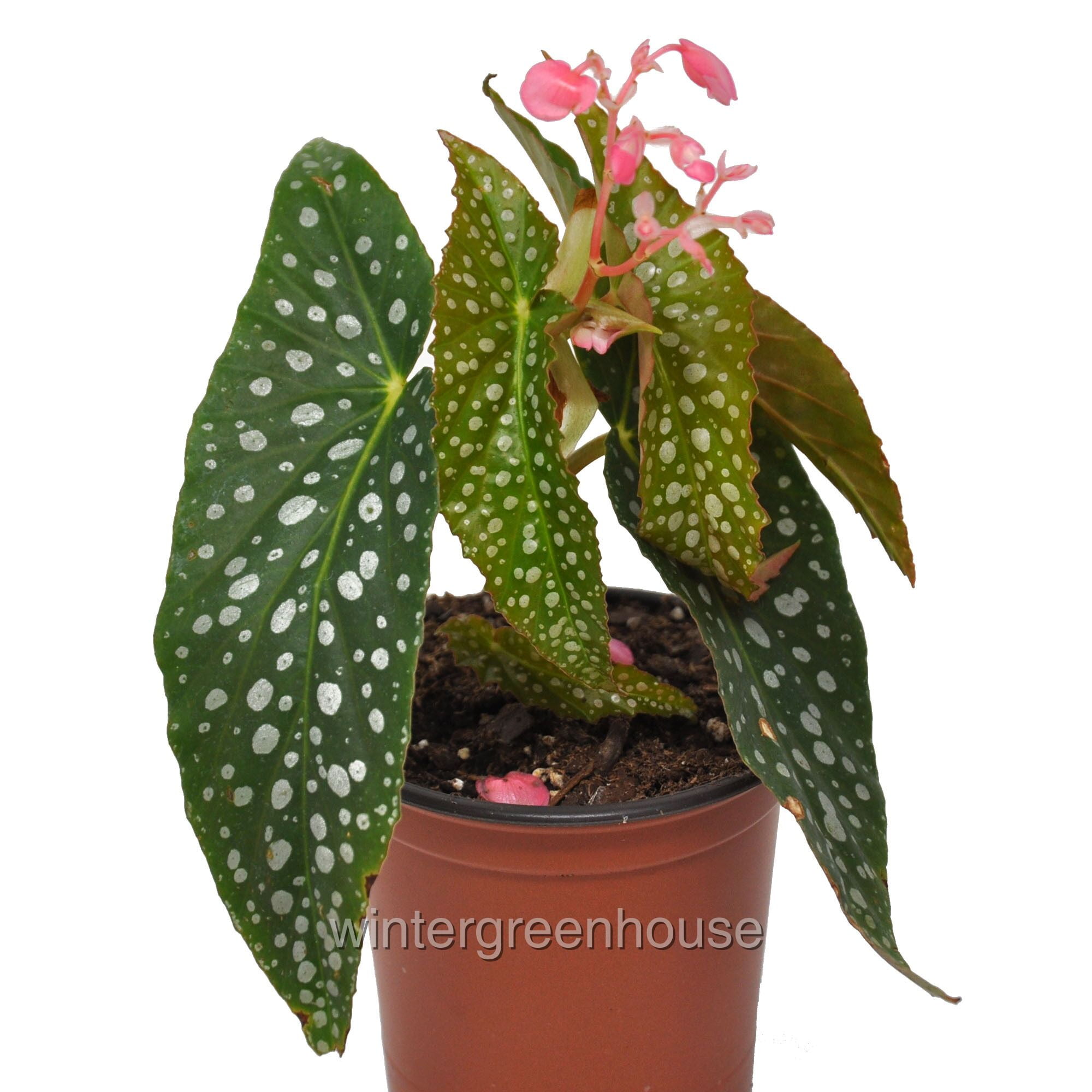 Begonia Maculata Double Dot, Double Dot, Cane Begonia - Pot Size: 4 ...