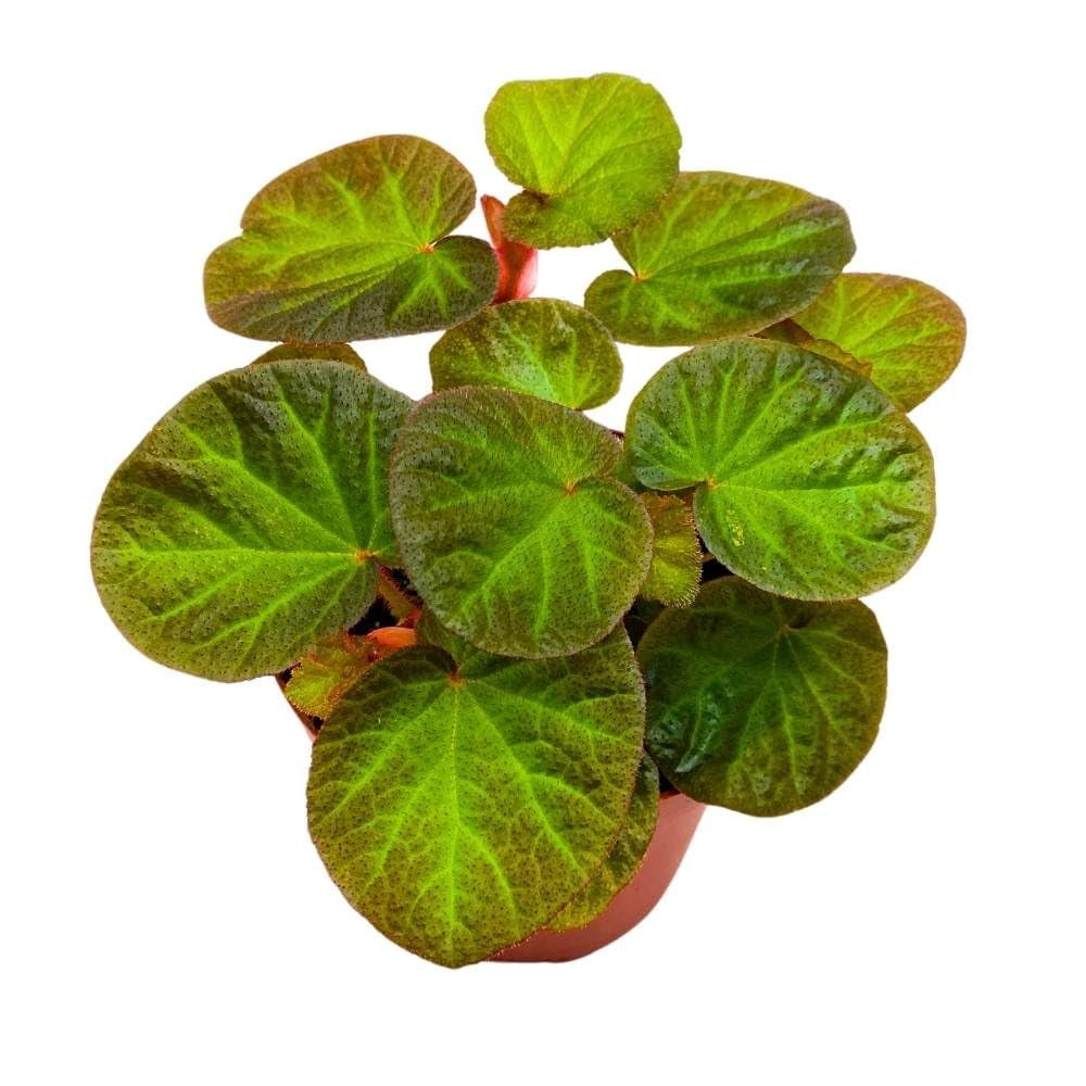 Begonia Manaus, 4 inch Rhizomatous Rhizo Green Orange Brown Fuzzy ...