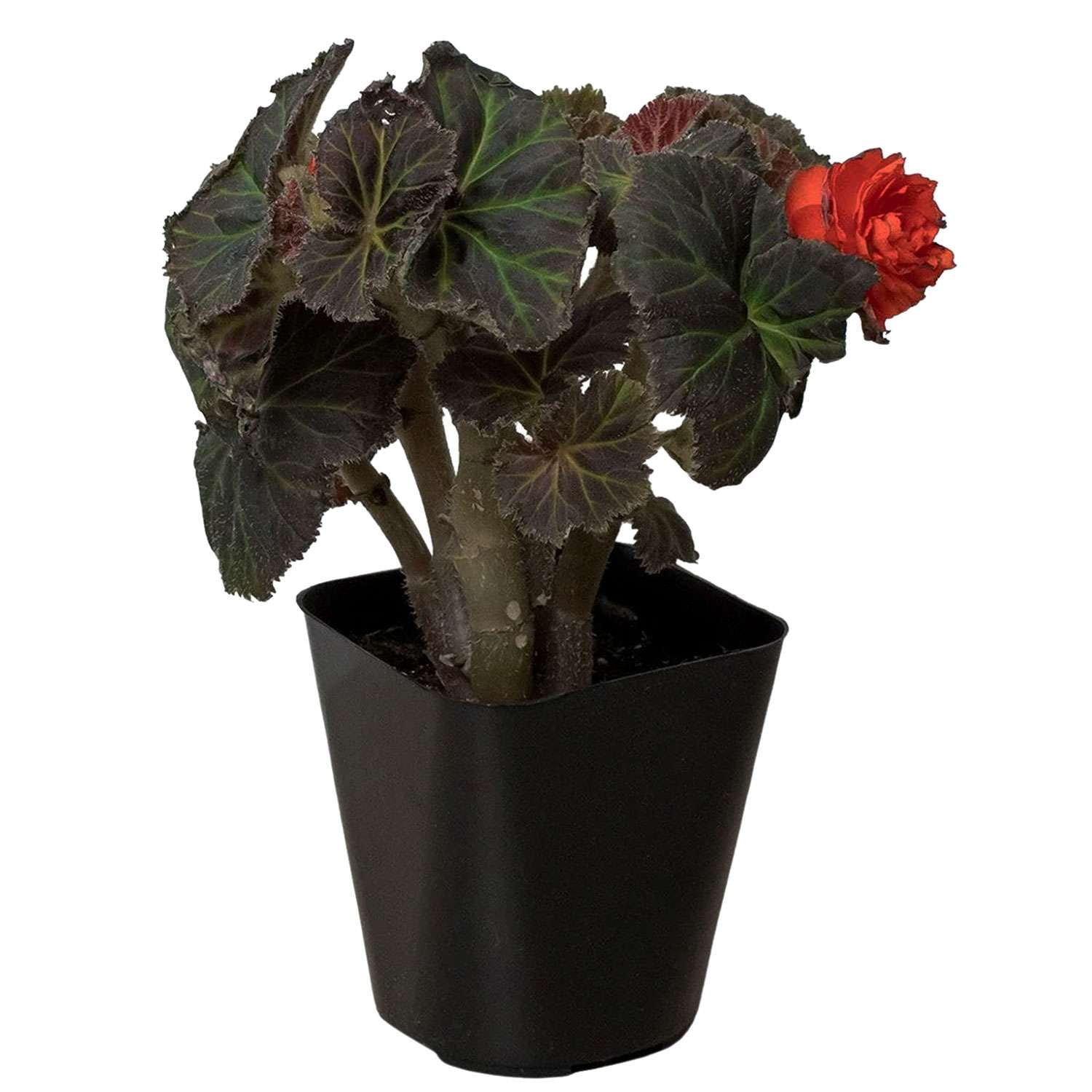 Begonia Mocca Deep Orange Live Plant for Indoor | Different Houseplants ...