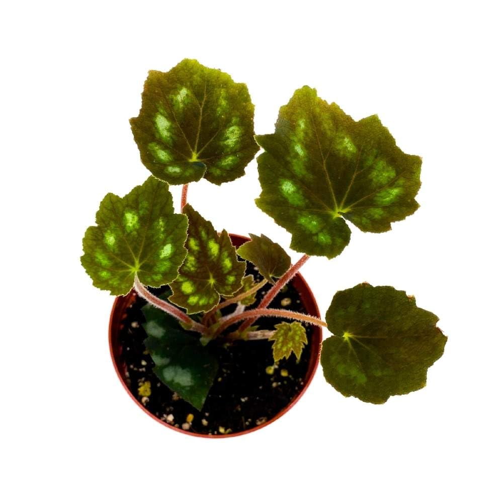 Begonia Paleata Palmata, 4 inch Fuzzy Leaf Shrub Begonia - Walmart.com
