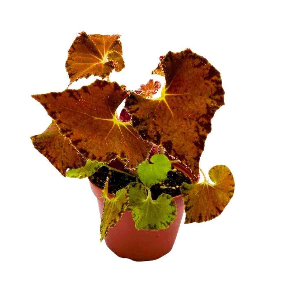 Begonia Peter Piper, 4 inch Orange Rhizomatous Rhizo - Walmart.com