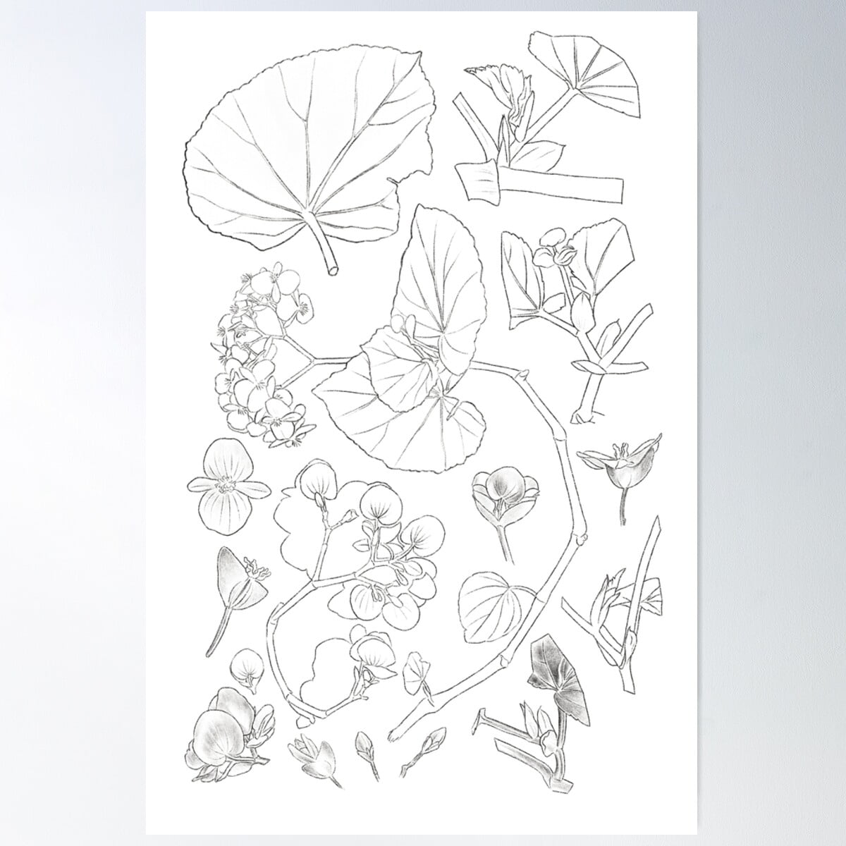 Begonia Plant Poster Wall Art, Modern Wall Decor For Living Room ...