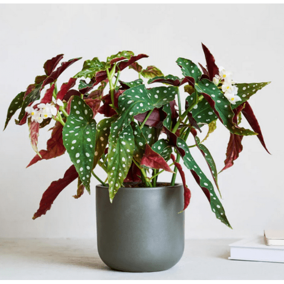 Begonia Plants Live, Rare Begonias Indoor Growing, Hanging Basket ...