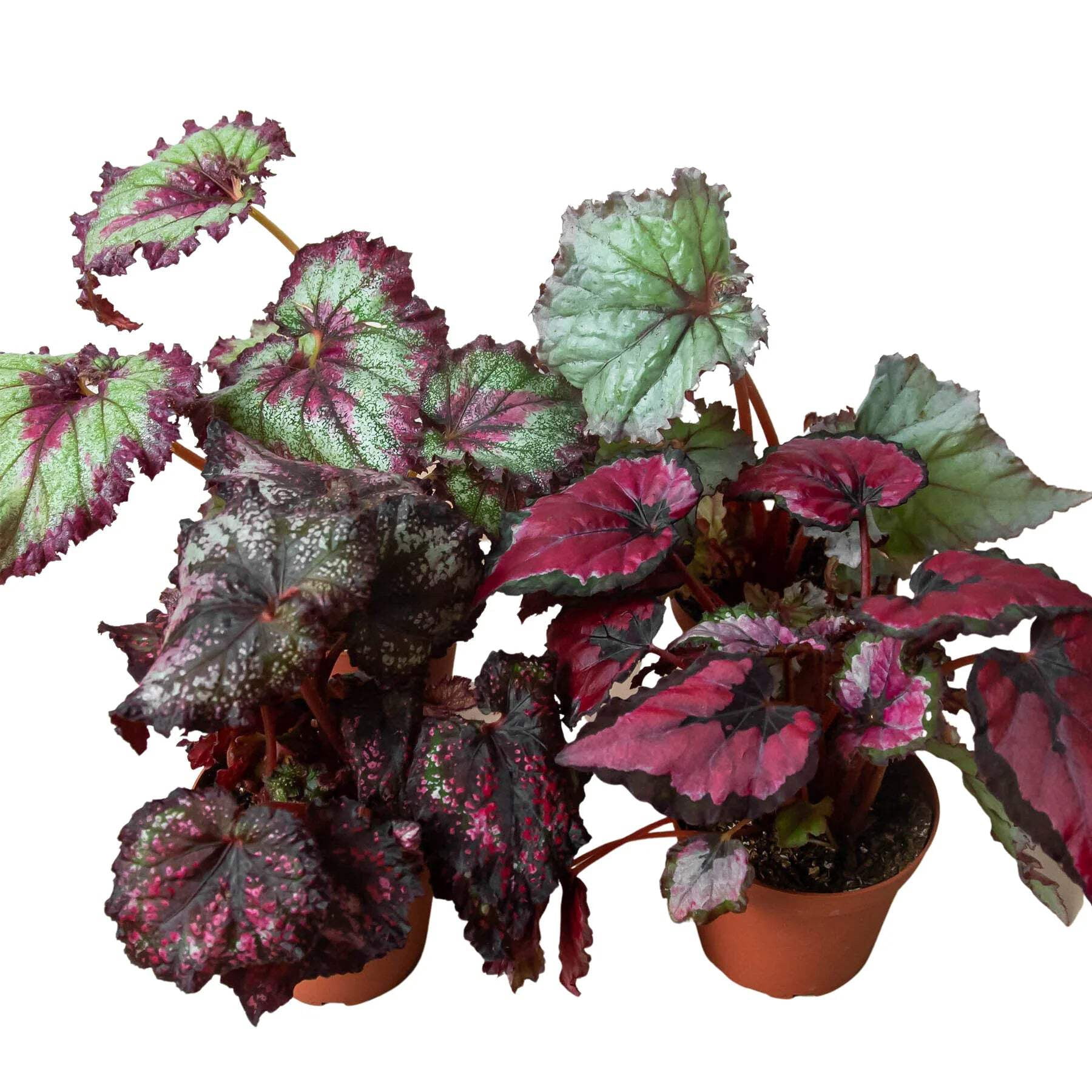 Begonia 'Rex' - 4 Pack Variety, 4" Pot, Indoor Houseplant, Easy Care ...