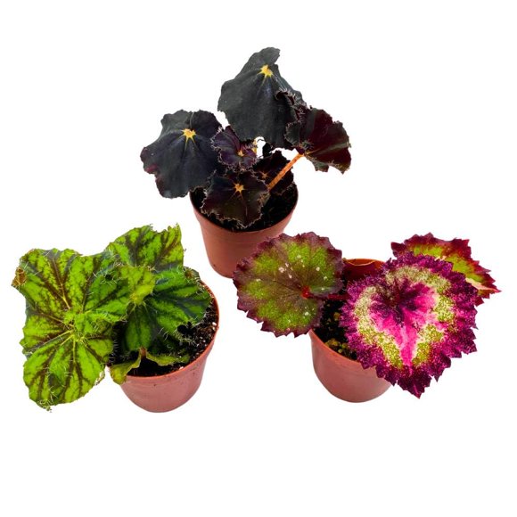 Begonia in Annuals - Walmart.com