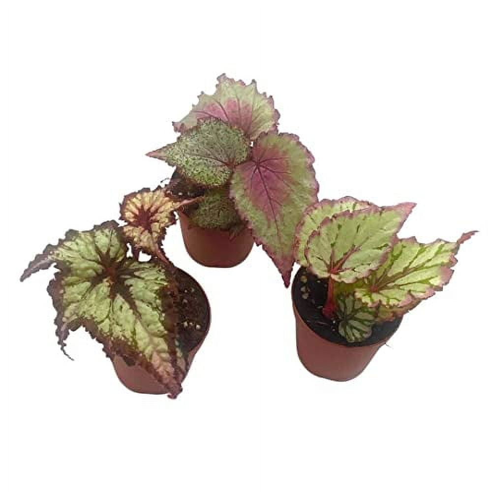 Begonia Rex Assortment, in 2 inch pots, Set of 3, Tiny Mini Pixie Plant ...