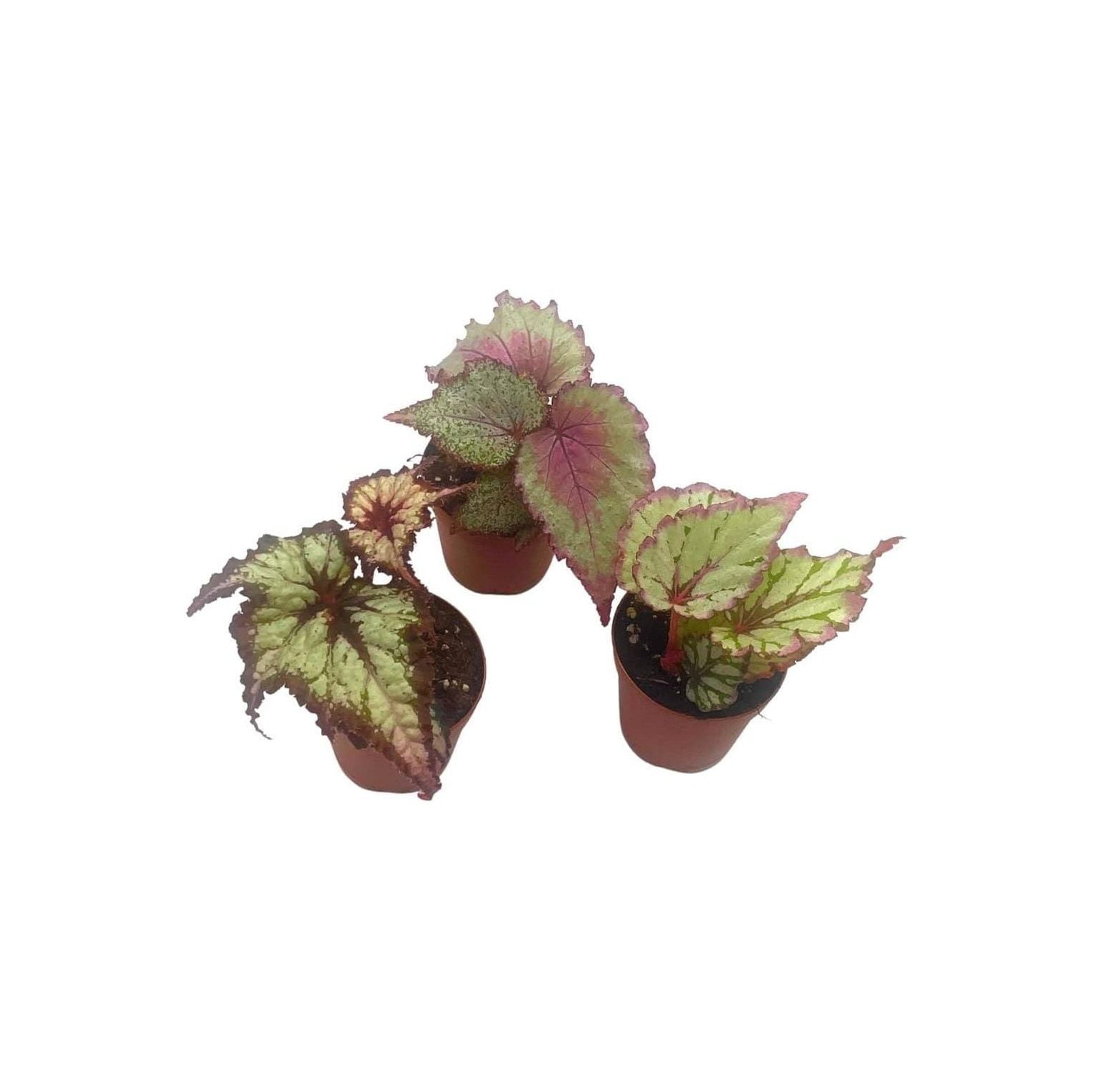Begonia Rex Assortment, in 2 inch pots, Set of 3, Tiny Mini Pixie Plant ...