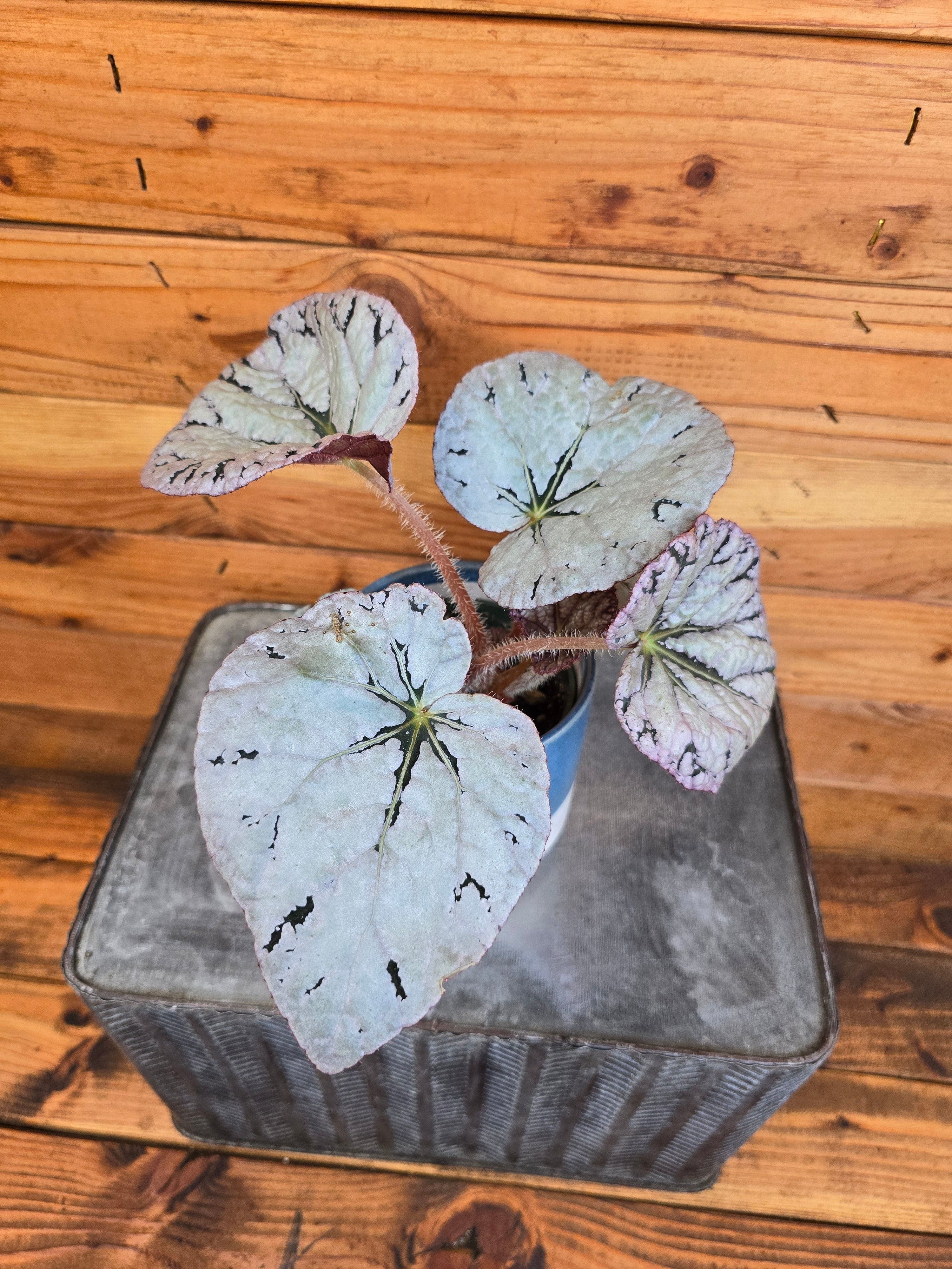 Begonia Rex Ball, 4" Plant - Walmart.com