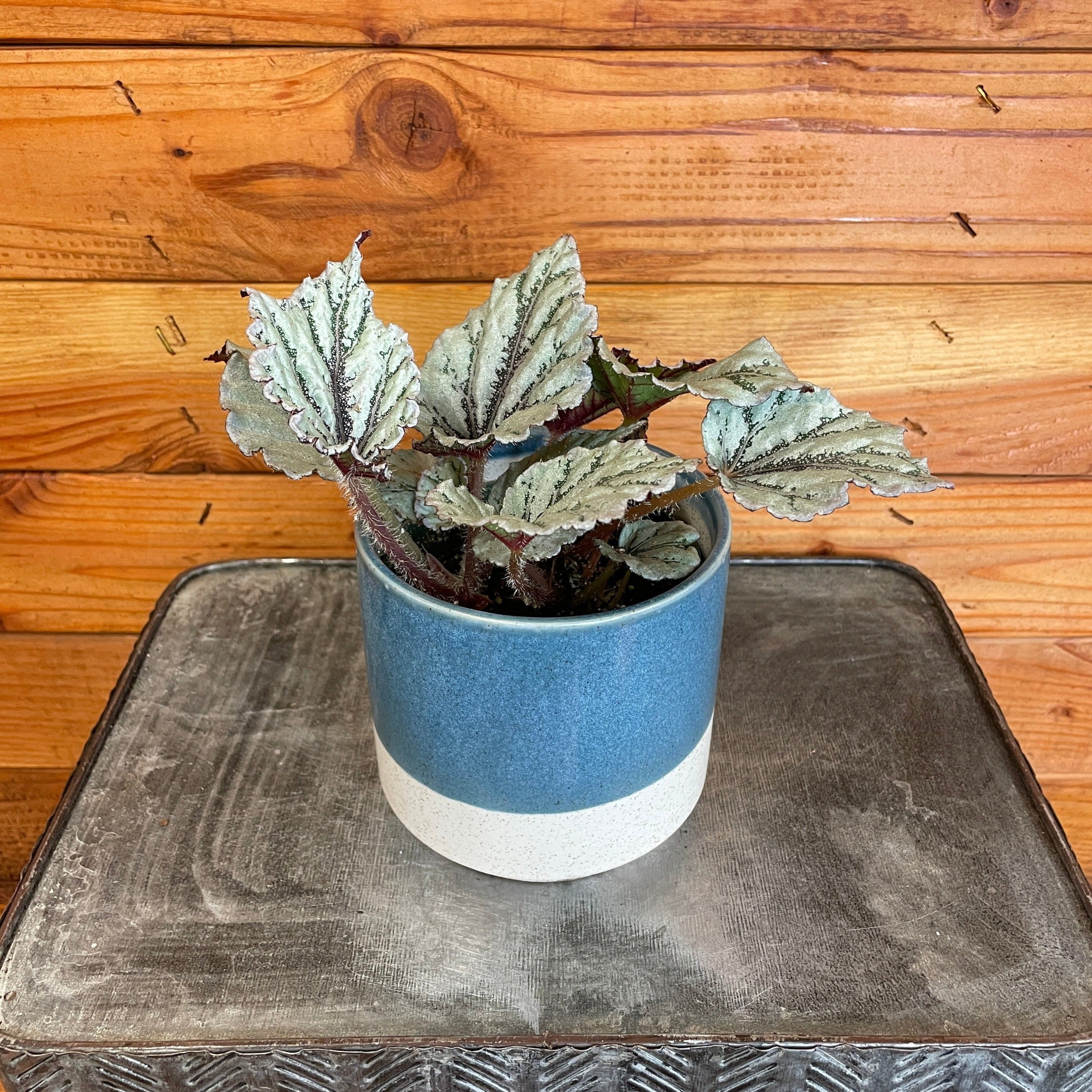 Begonia Rex Dew Drop, 4" Plant, The Plant Farm - Walmart.com