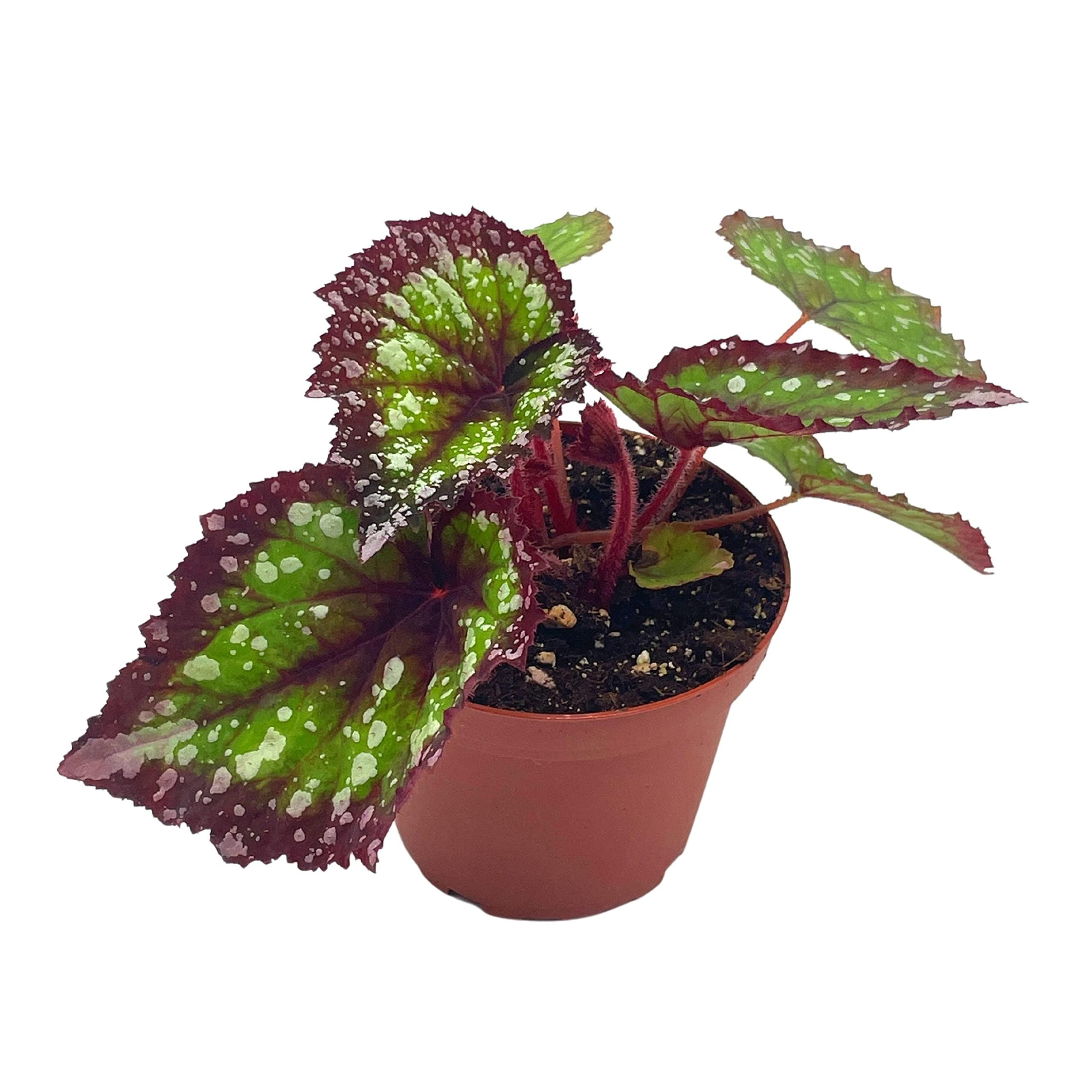LIVE Indoor House Plant - Begonia Rex Fireworks, 4 inch Pot, Unique ...