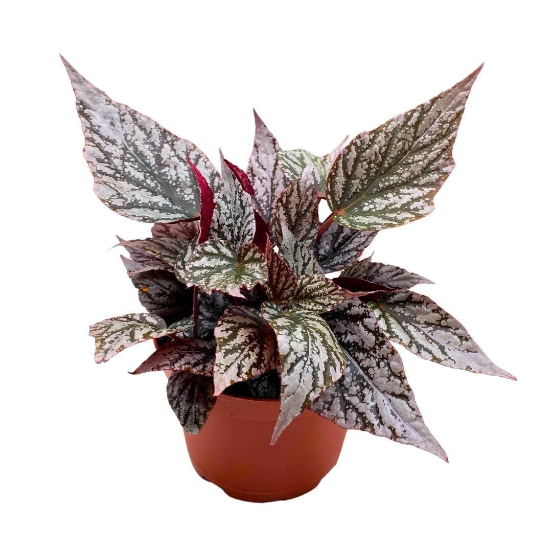 Begonia Rex Jolly Siver in a 6 inch Shrubby Polkadot Silver Splash ...