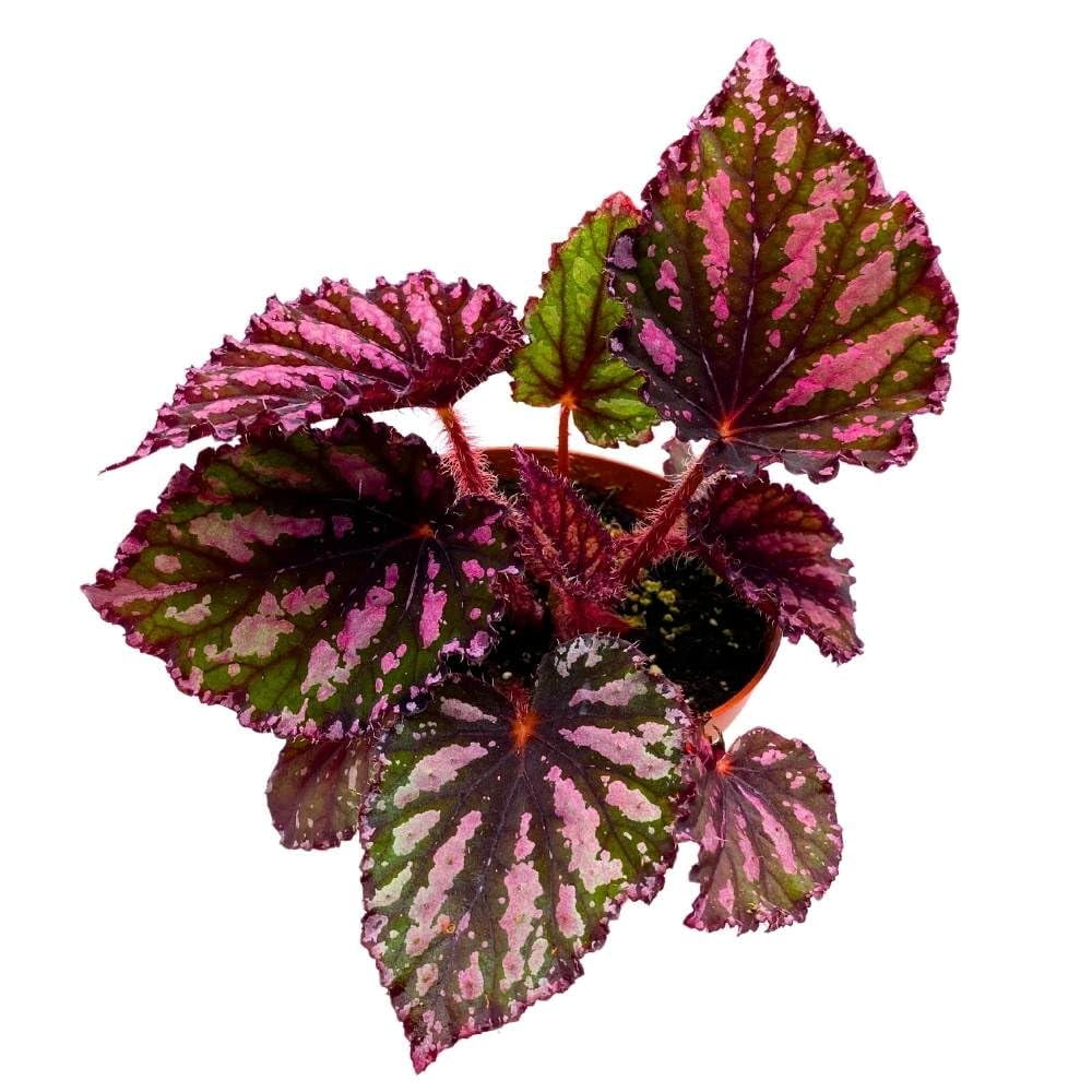 Begonia Rex Lacey Closson 4 inch Multi Colored red Pink Green with ...