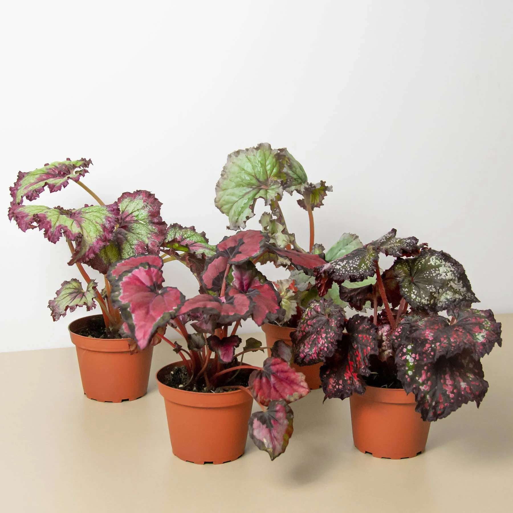 Begonia Rex Live Plant for Indoor | Different Houseplants in 4'' & 6 ...