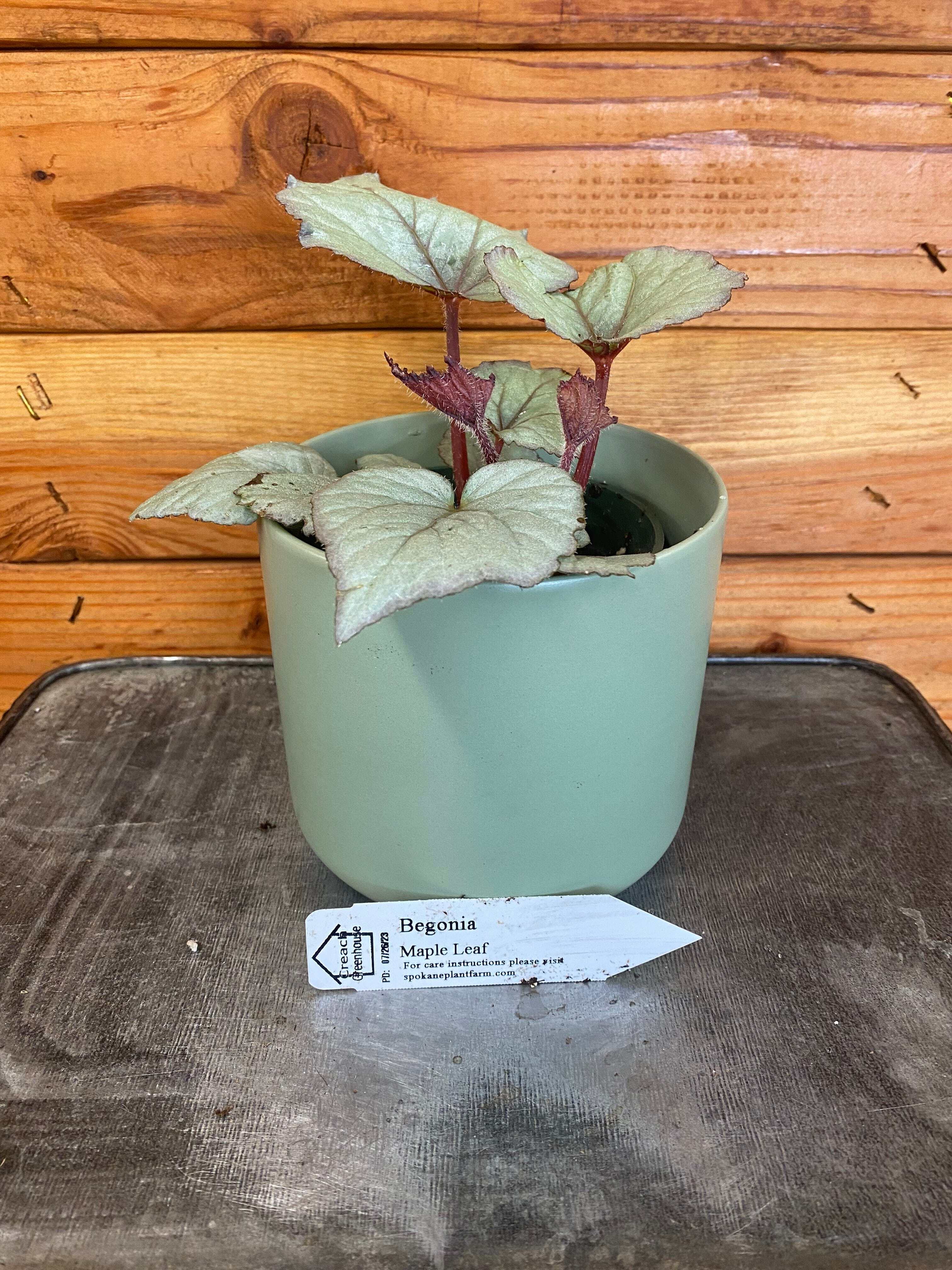 Begonia Rex Maple Leaf, 4" Plant, The Plant Farm - Walmart.com