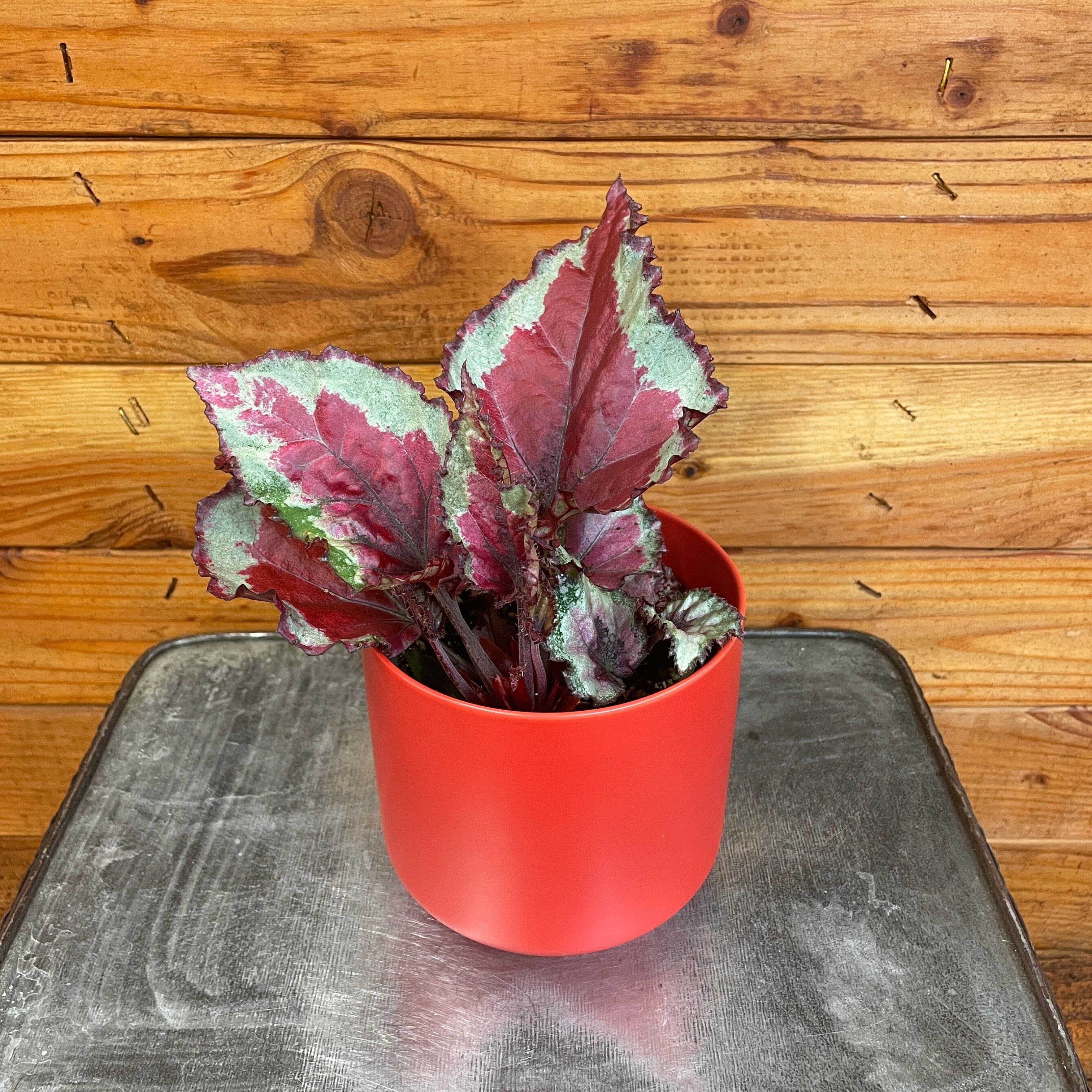 Begonia Rex Mayotte, 4" Plant - Walmart.com