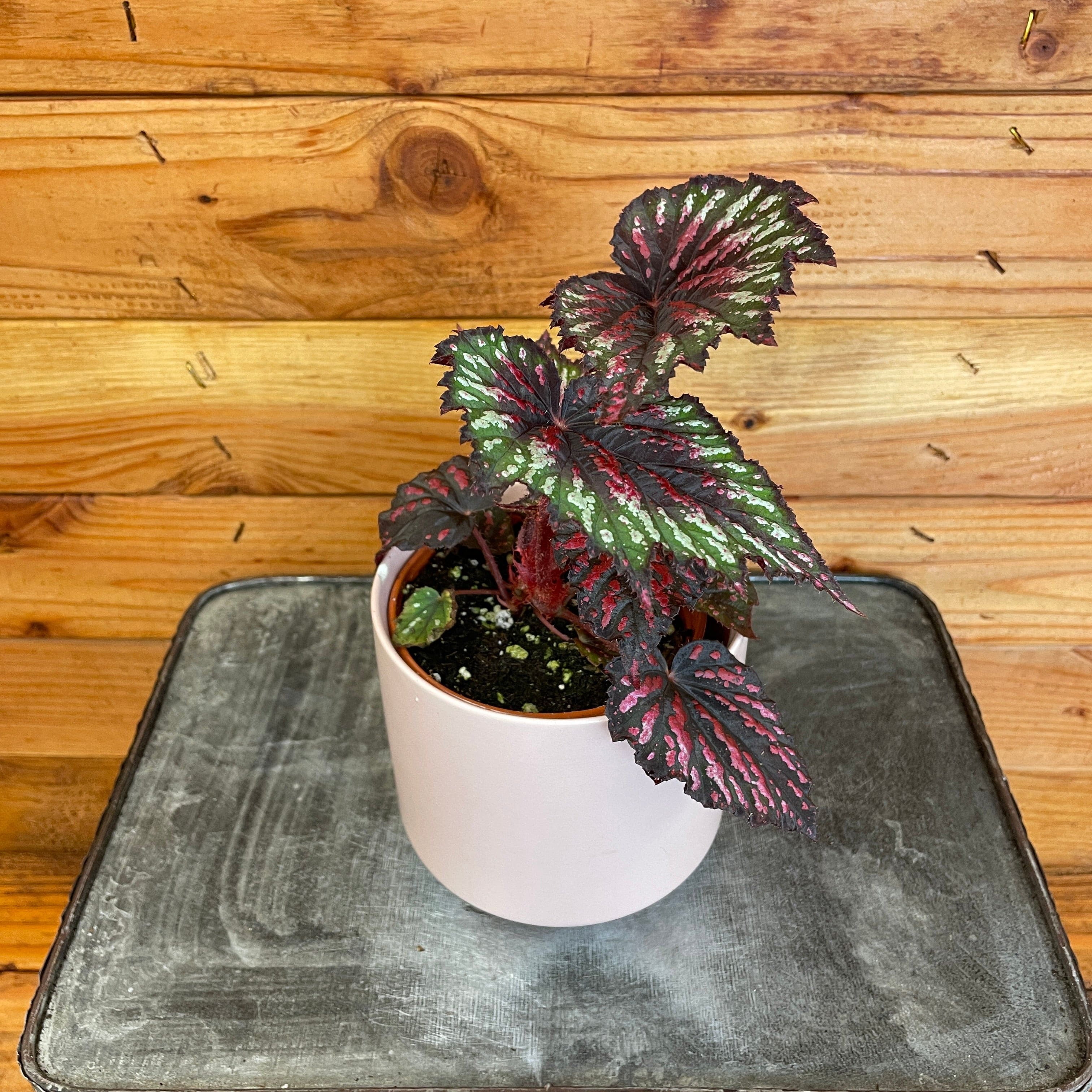 Begonia Rex Painted Palette, 4" Plant, The Plant Farm - Walmart.com