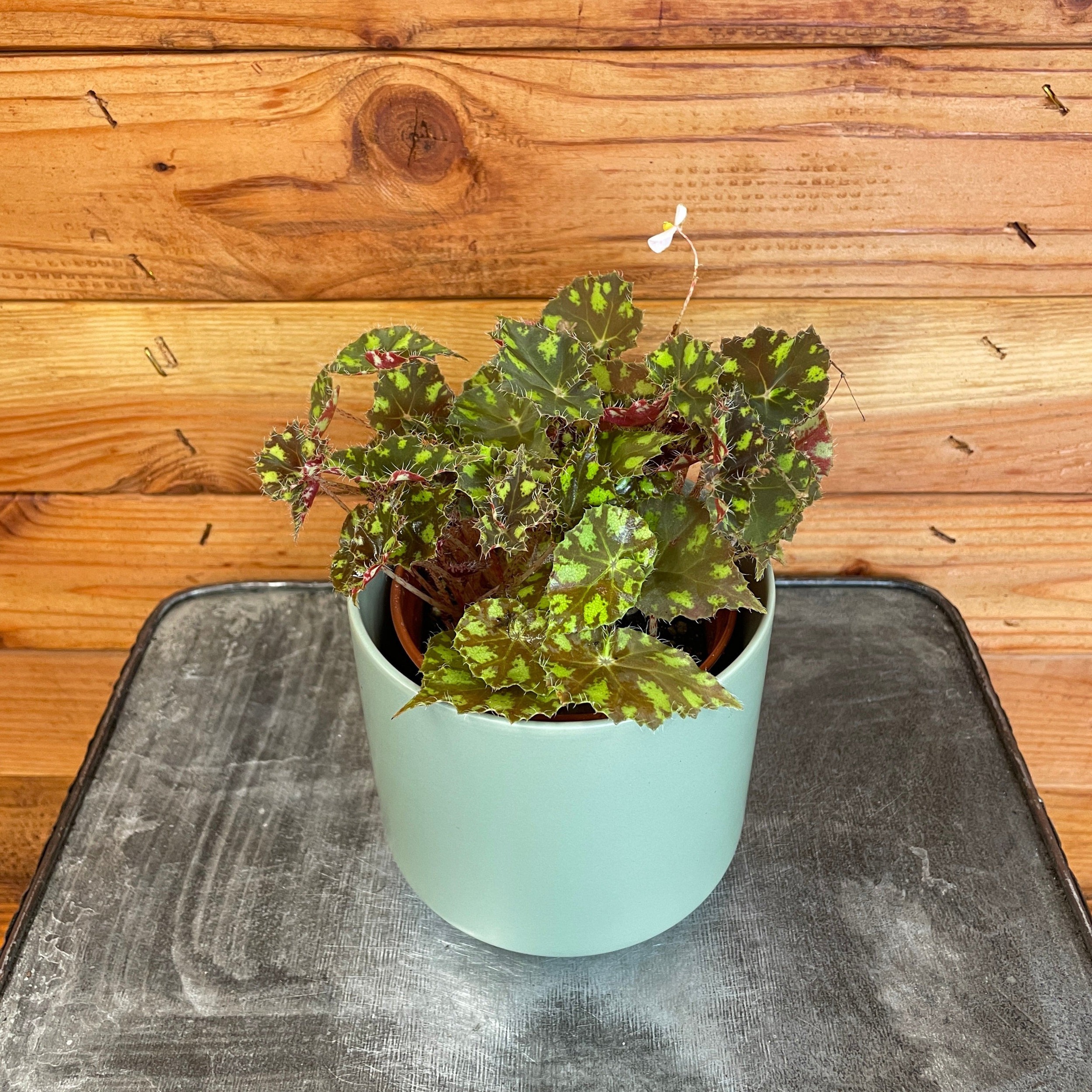 Begonia Rex Polar Shadows, 4" Plant, The Plant Farm - Walmart.com