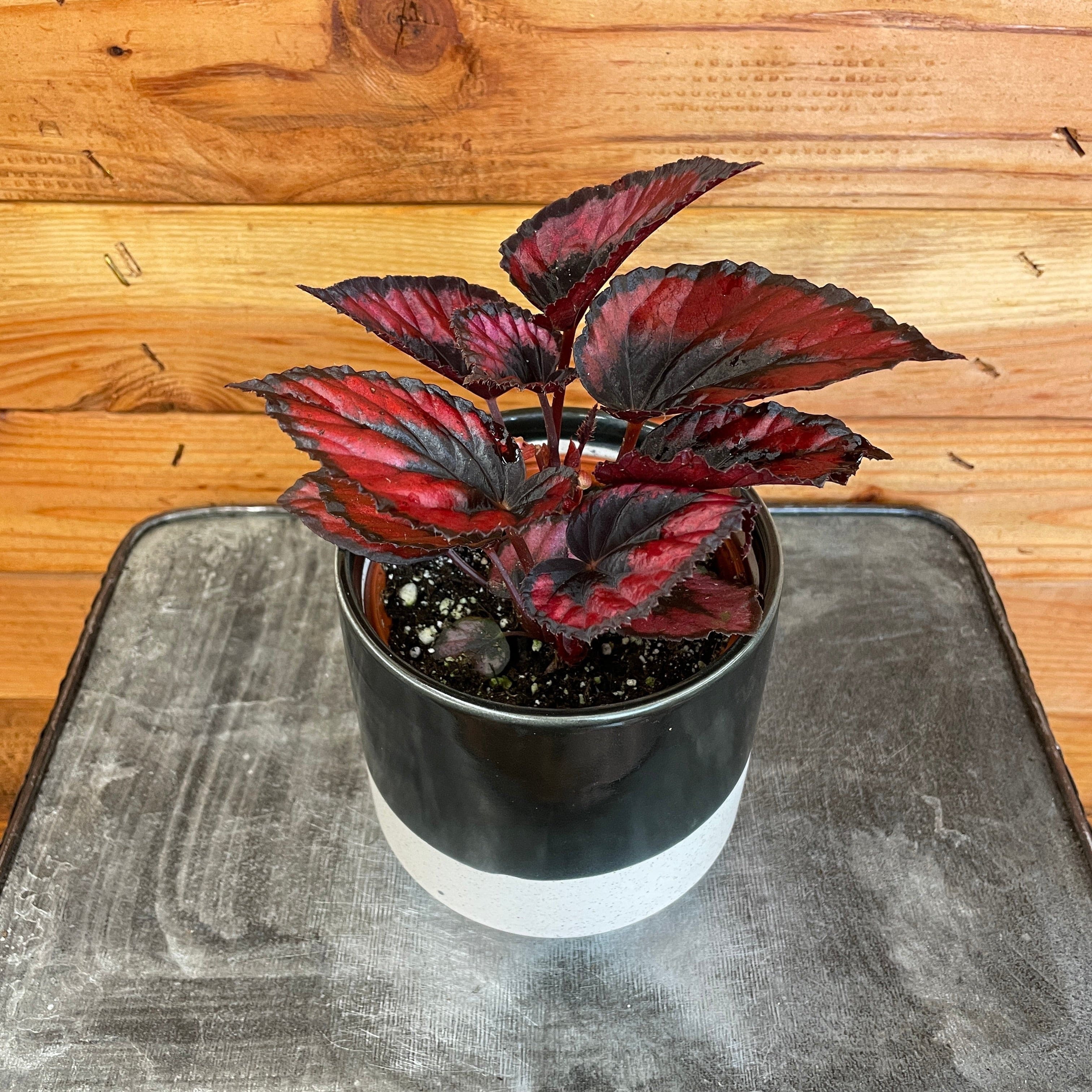 Begonia Rex Red Robin, 4" Plant, The Plant Farm - Walmart.com