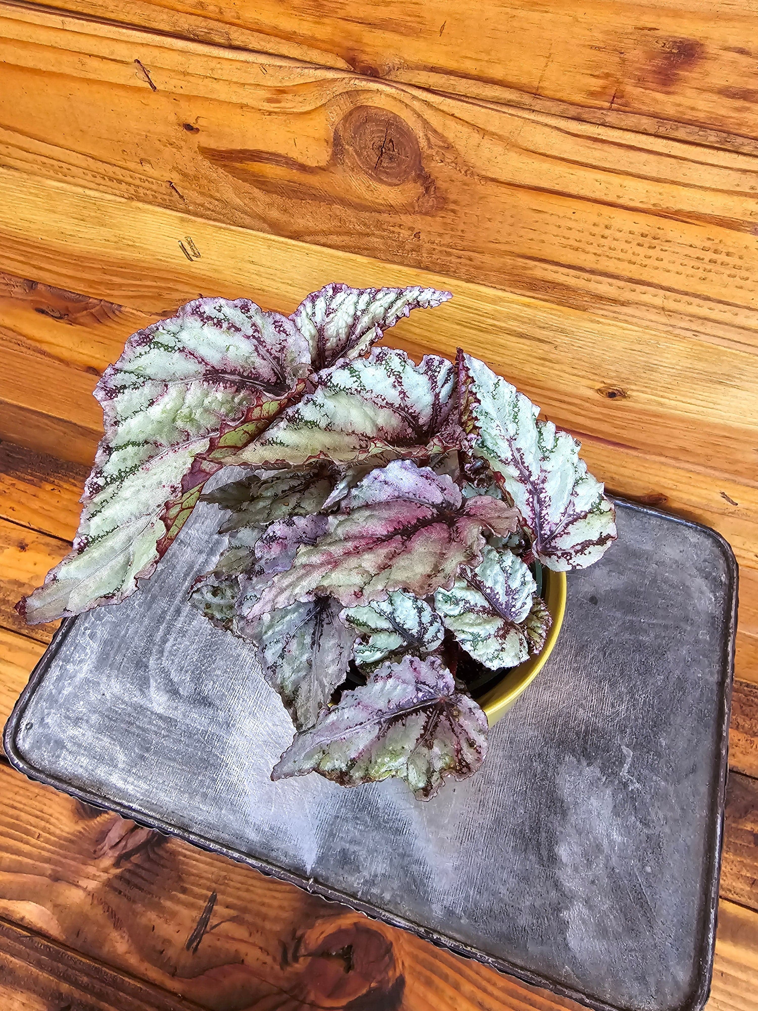 Begonia Rex Reunion, 4" Plant - Walmart.com