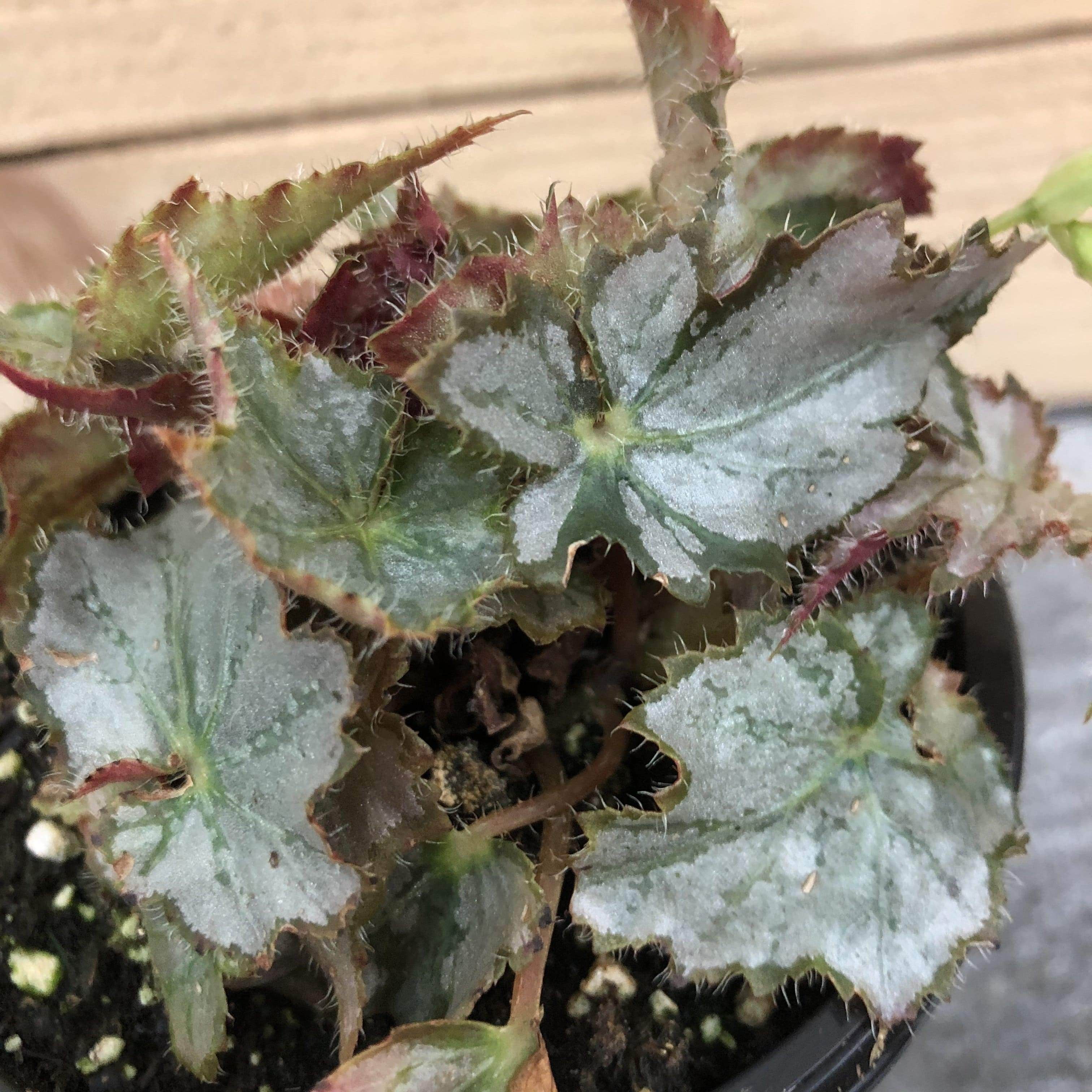 Begonia Rex Silver Oak Leaf, 4" Plant - Walmart.com