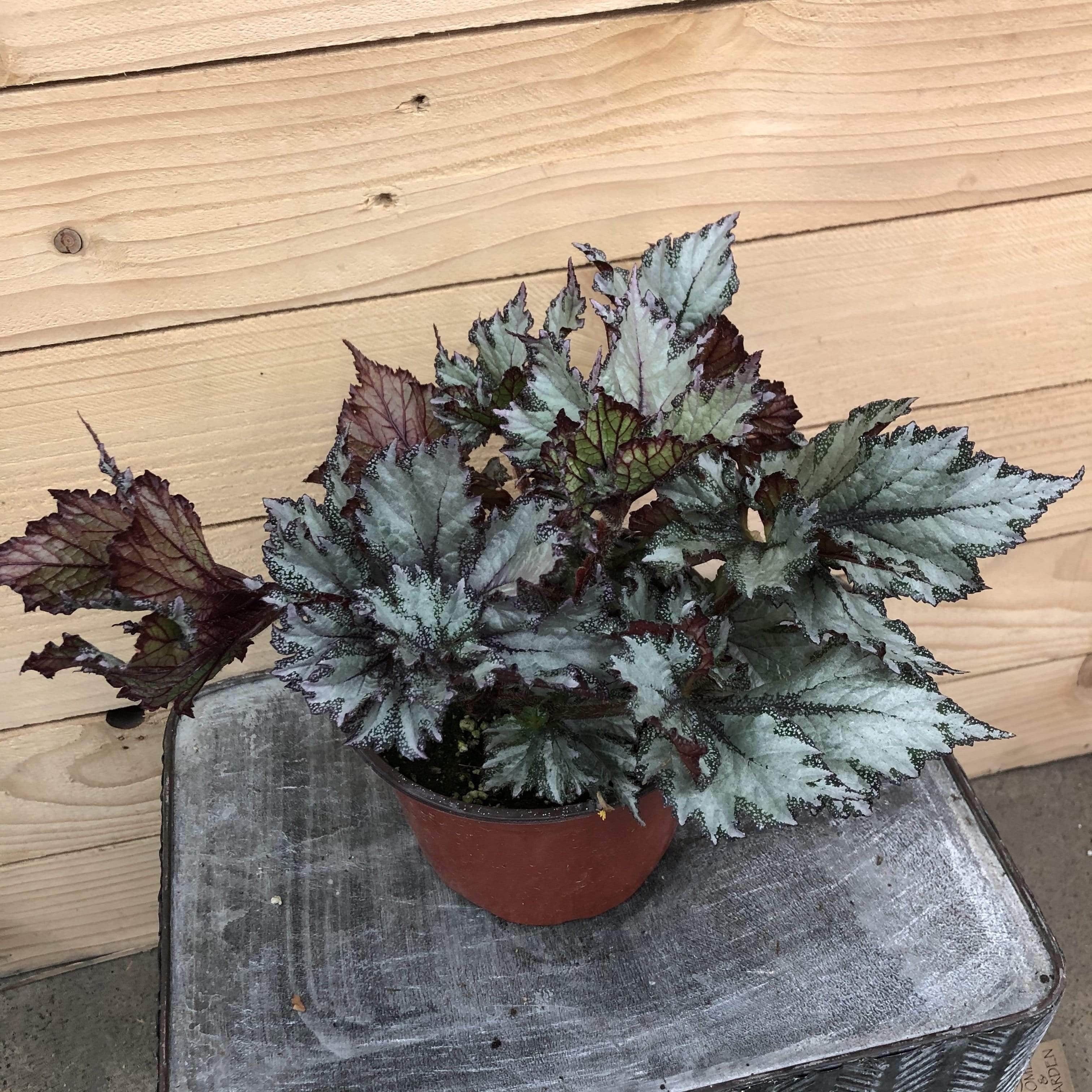 Begonia Rex Silver Swirl Leaf, 6" Plant - Walmart.com