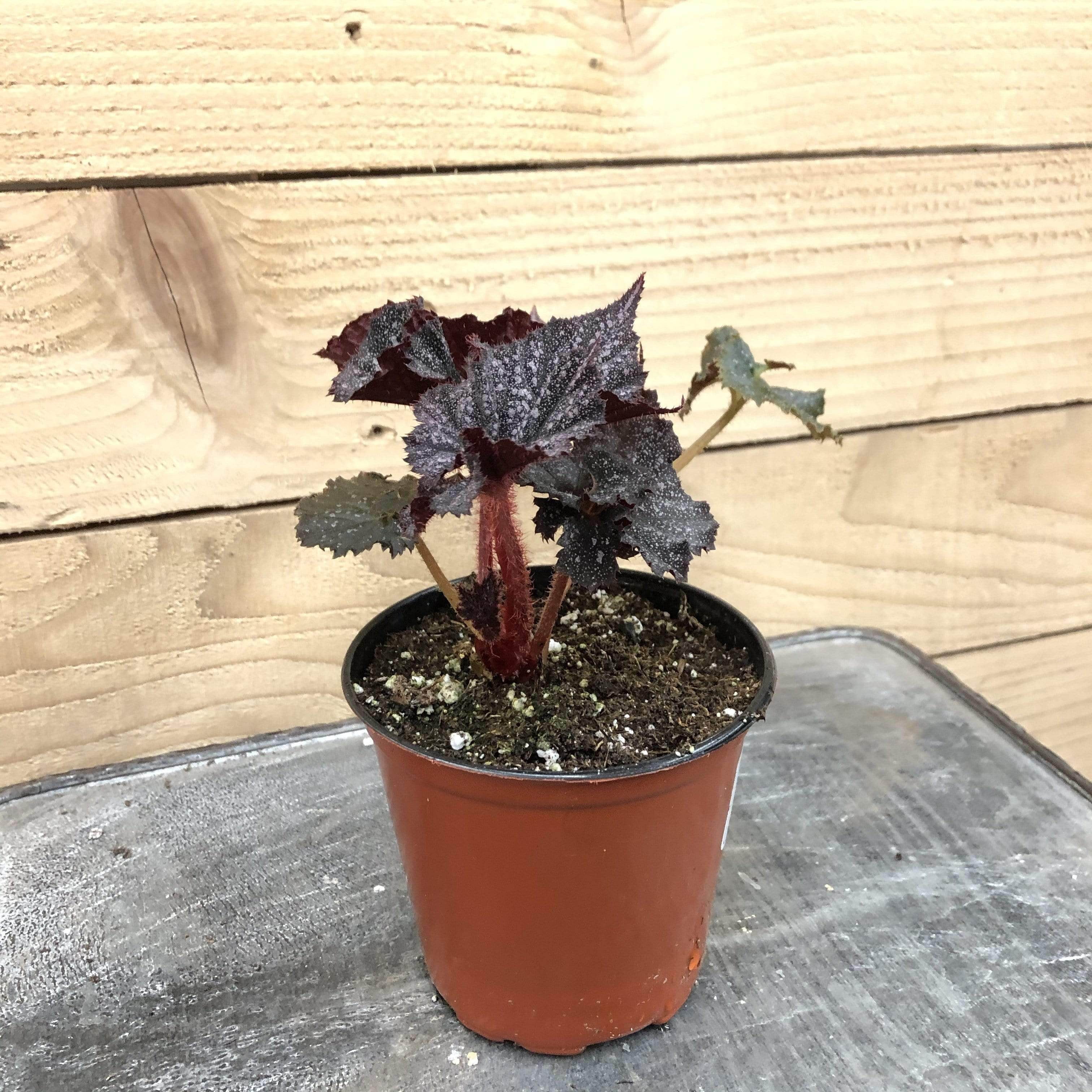Begonia Rex Starry Night, 4" Plant - Walmart.com