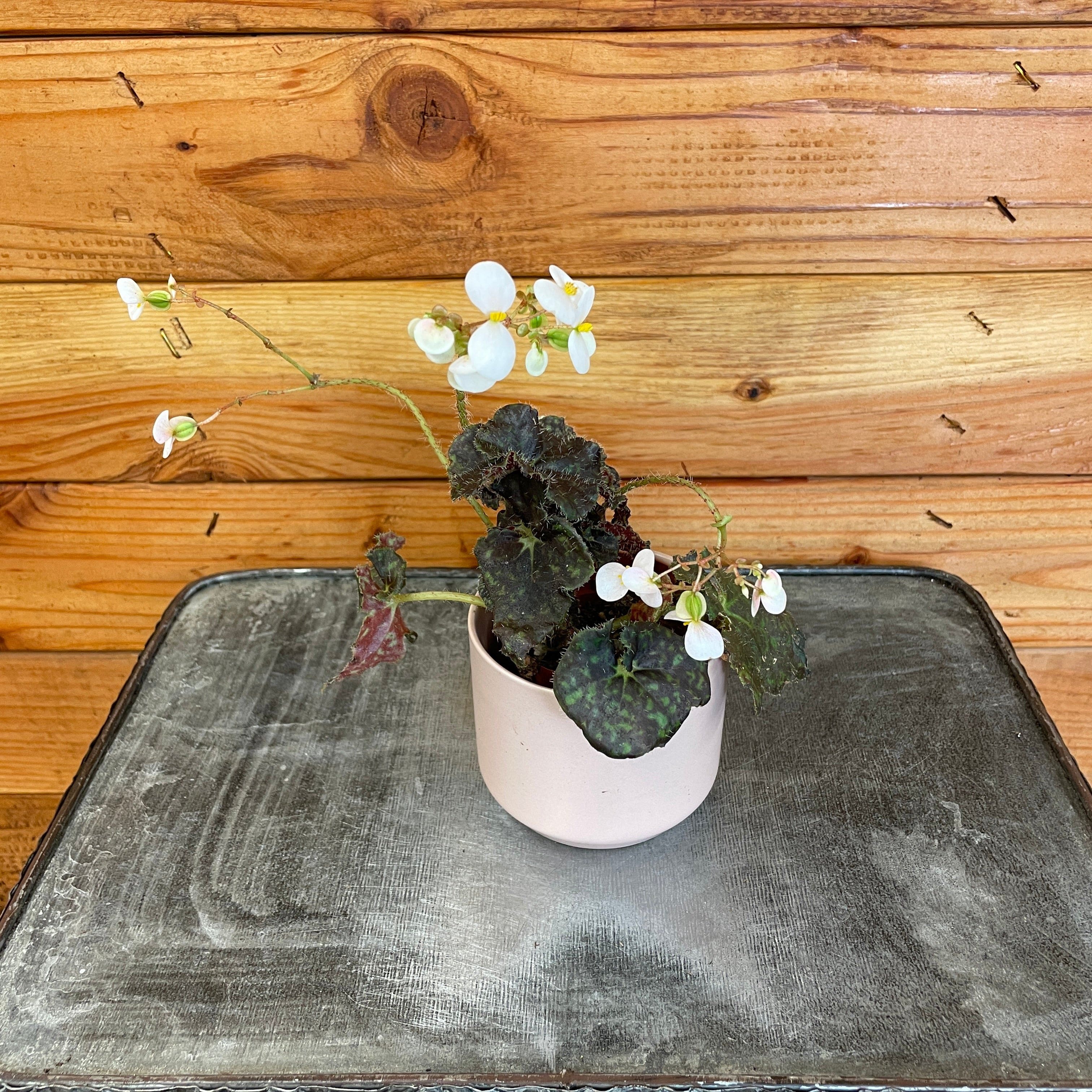 Begonia Rex Thelma O'Reilly, 2" Plant, The Plant Farm - Walmart.com