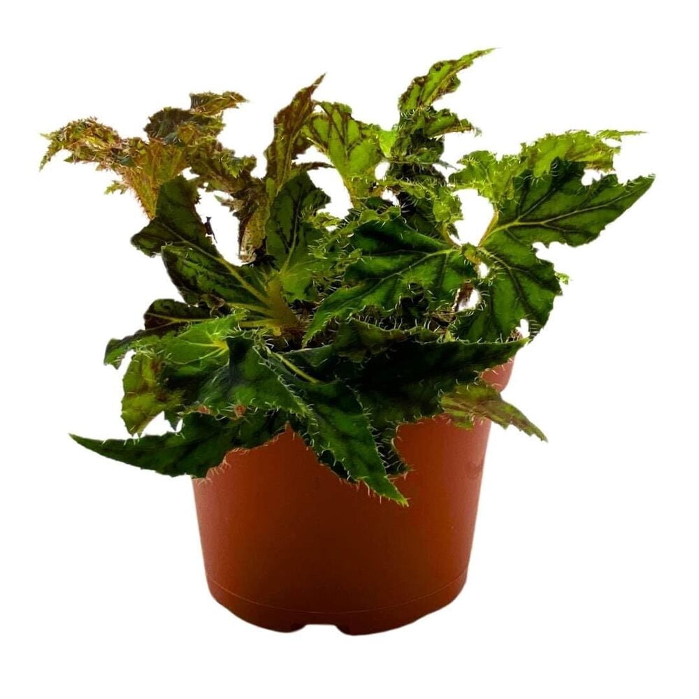 Begonia Rhizo 'Unique' Rhizomatous in a 6 inch Pot Green Gnarly Variety ...