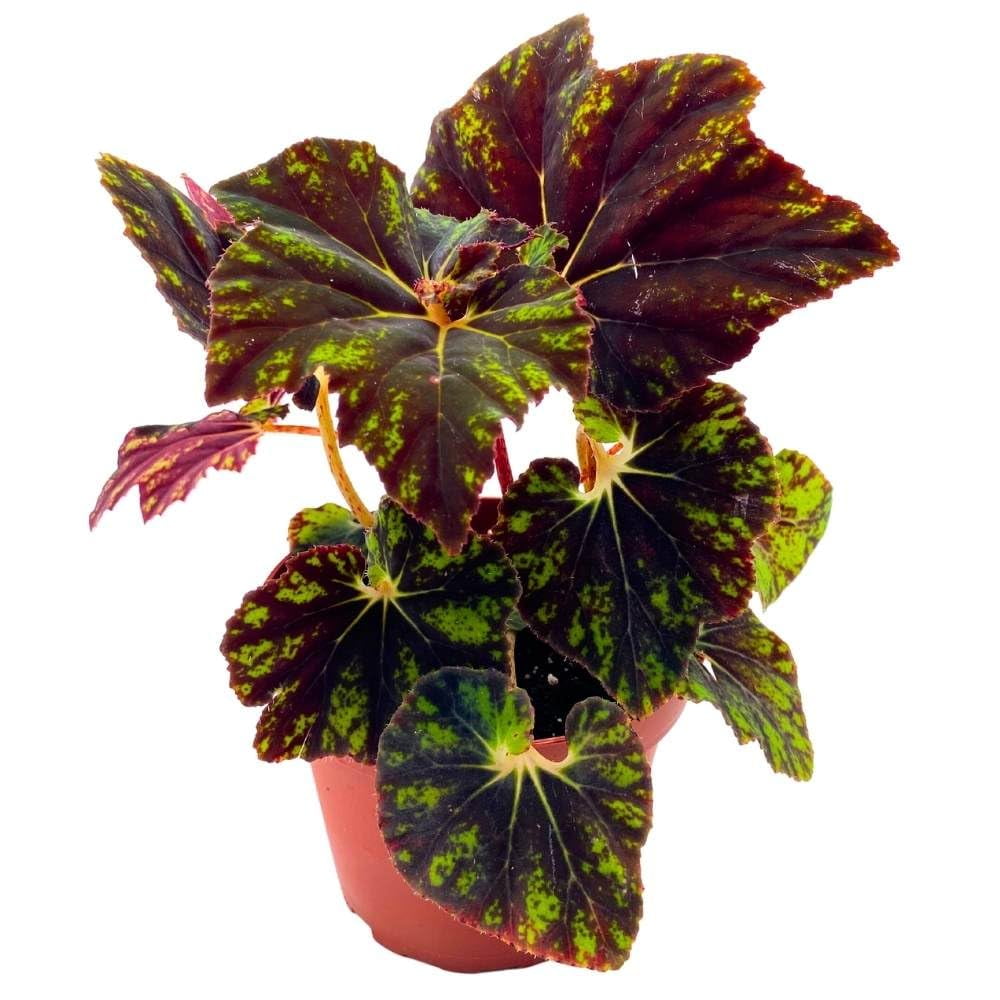 Begonia Shanicka 4 inch Rhizomatous Dark Green Shanika Rhizo - Walmart.com