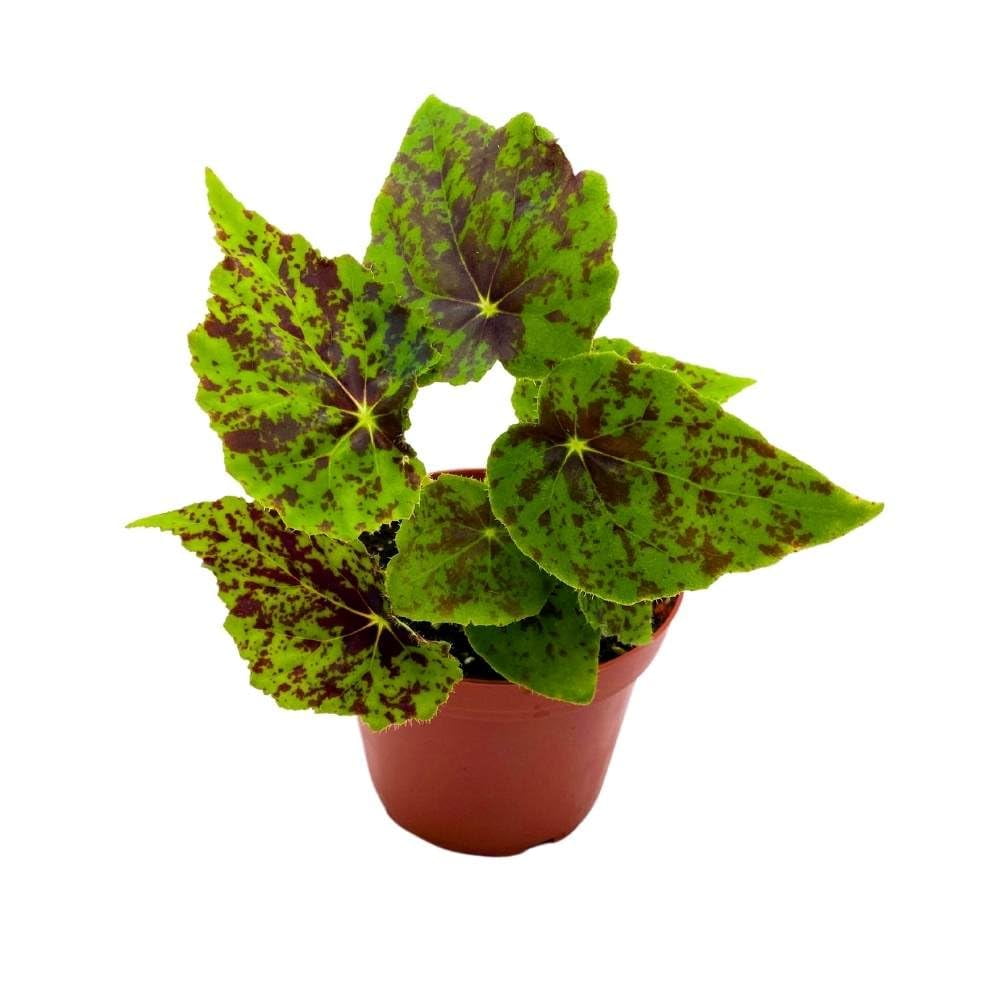 Begonia Shy Dancer, 4 inch Green with Brown Spots Rhizomatous Rhizo ...