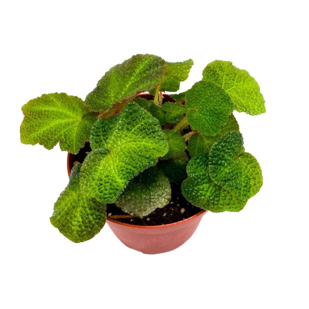 Begonia Soli-Mutata, 4 inch Sun Changing Rhizomatous Rhizo Solimutata ...