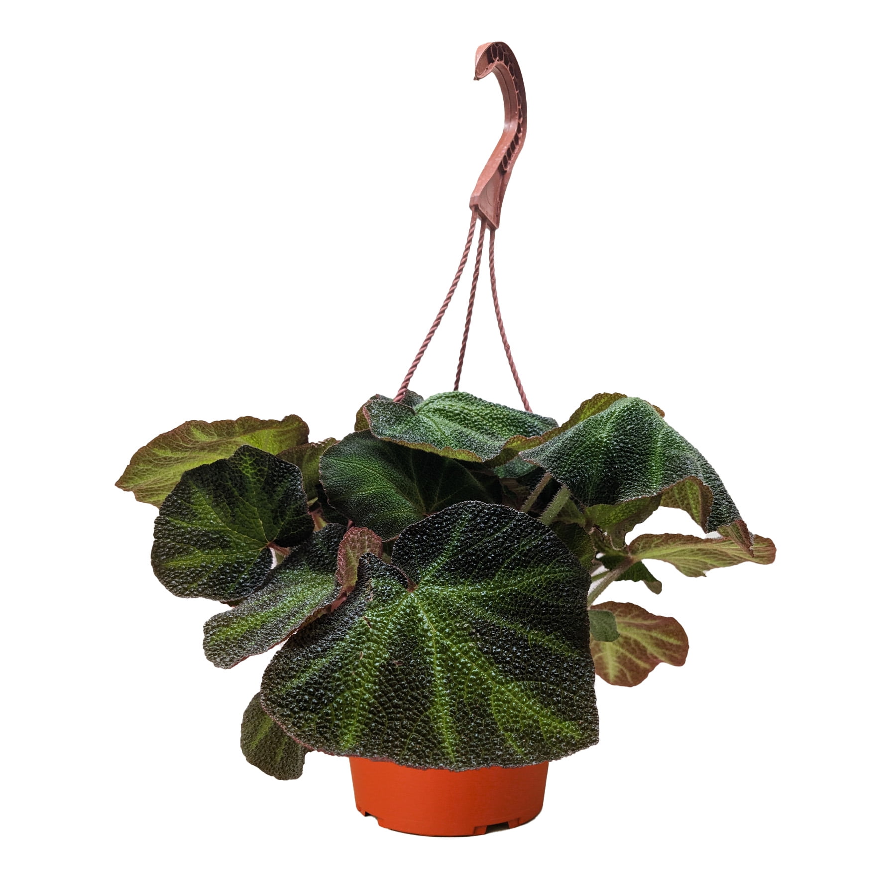 Begonia 'Soli Mutata', 6" Pot, Indoor Houseplant, Easy Care, Live Plant ...