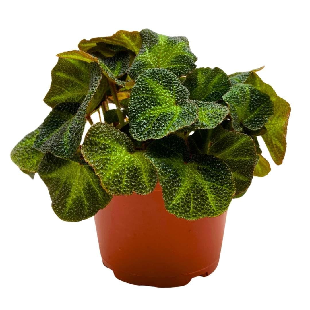 Begonia Soli Mutata Rhizomatous Rhizo in a 6 inch Green Fuzzy Leaves ...