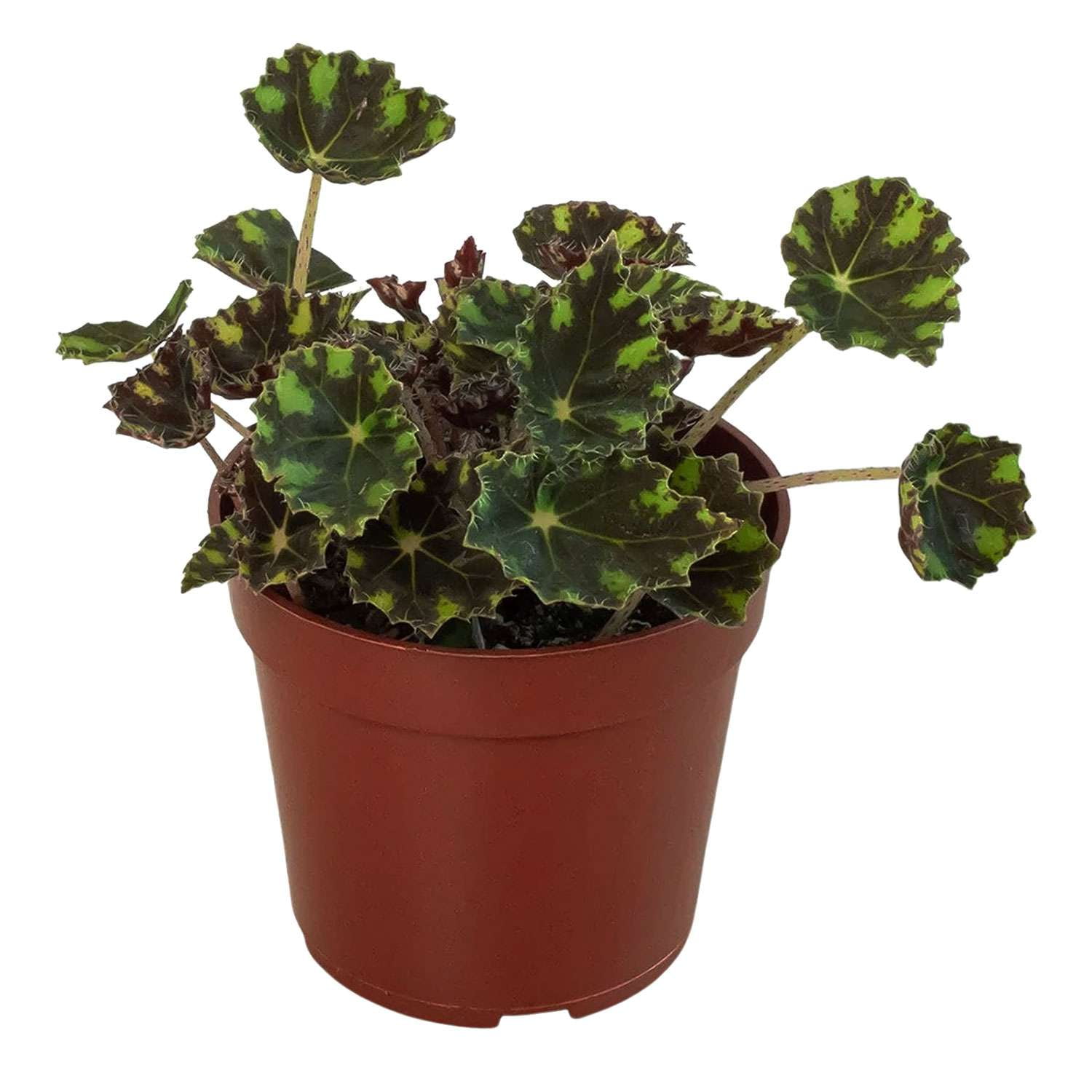 Begonia Tiger Paws Live Plant for Indoor | Different Houseplants in 4 ...