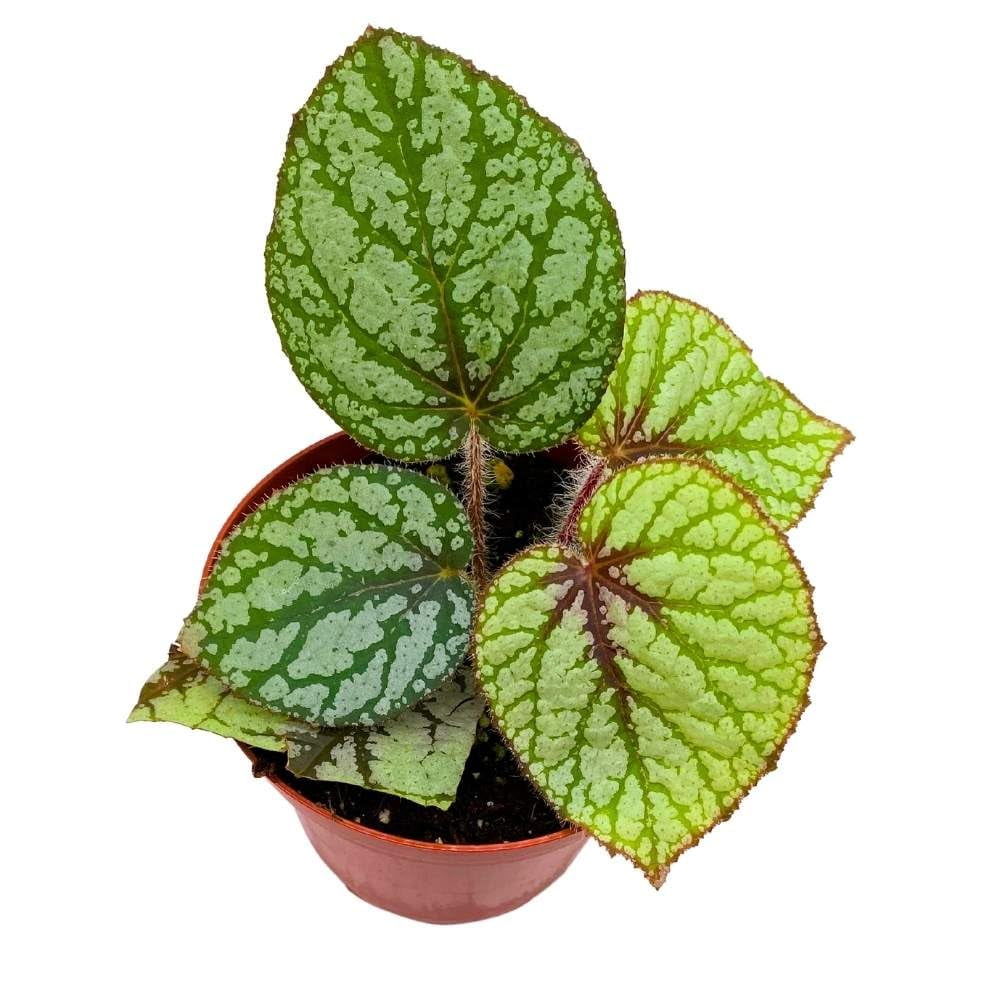 Begonia U309 4 inch Rhizomatous Begonia Rhizo Green White - Walmart.com