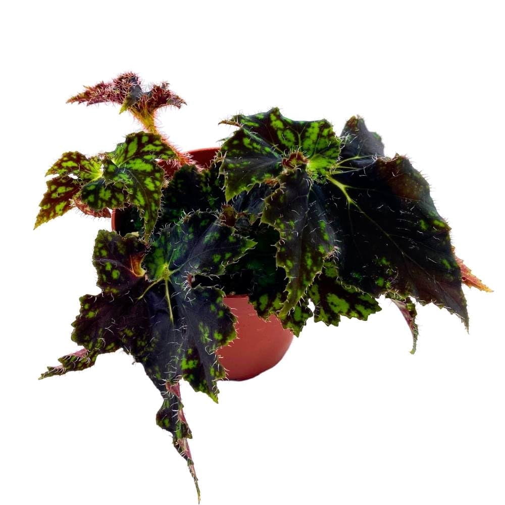 Begonia Unique 4 inch Rhizomatous Dark Green Black Rhizo - Walmart.com