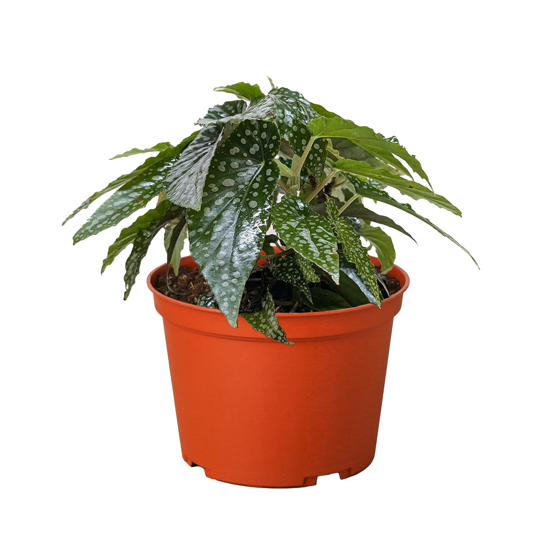 Begonia 'White Ice', 6" Pot, Indoor Houseplant, Easy Care, Live Plant ...