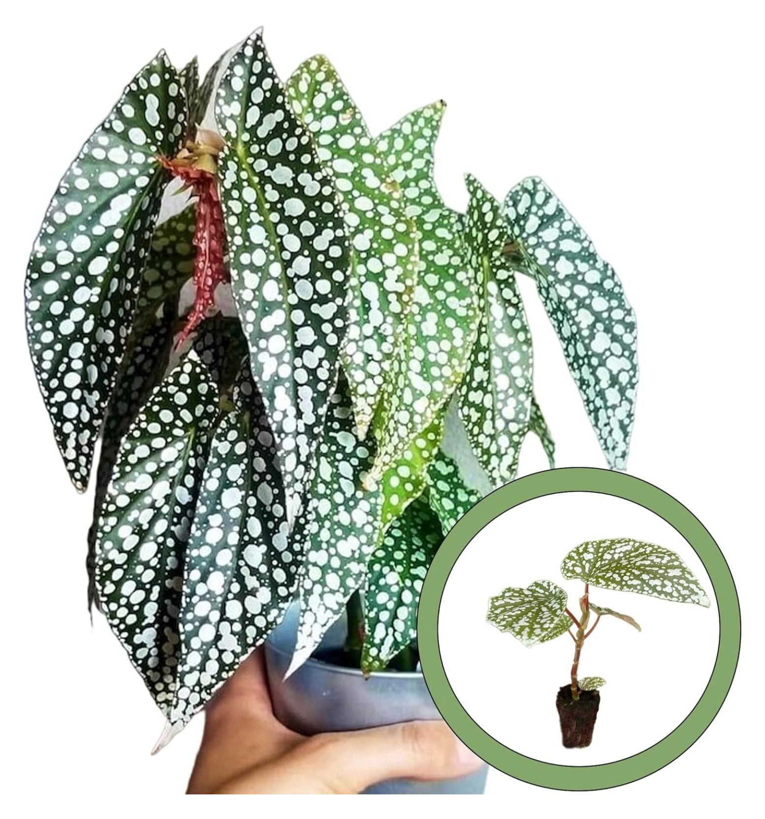 Begonia White Ice Starter Plant, Natural - Walmart.com