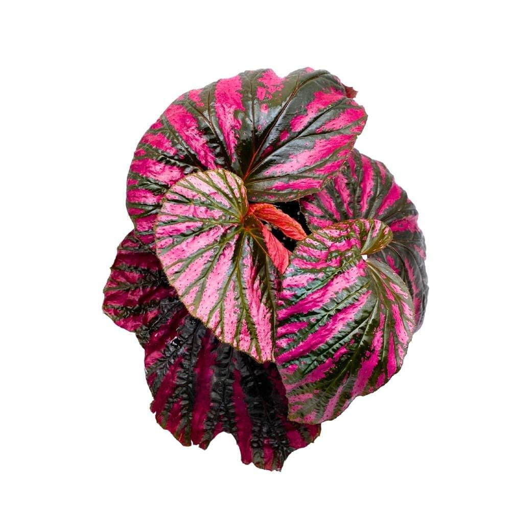 Florida House Plants, Begonia brevirimosa Red and Black Angel Wing Cane ...