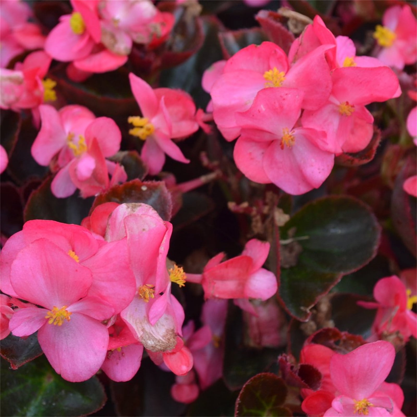 Begonia bulbs, Begonia plants, Mix Begonia, Large Bulb, Pretty Red ...