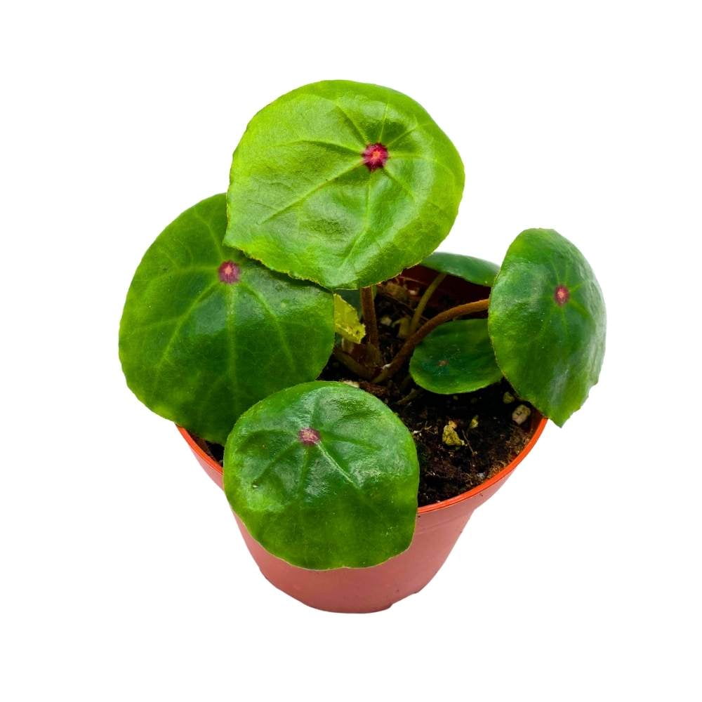 Begonia conchifolia var. rubrimacula Seashell Begonia 4 inch ...