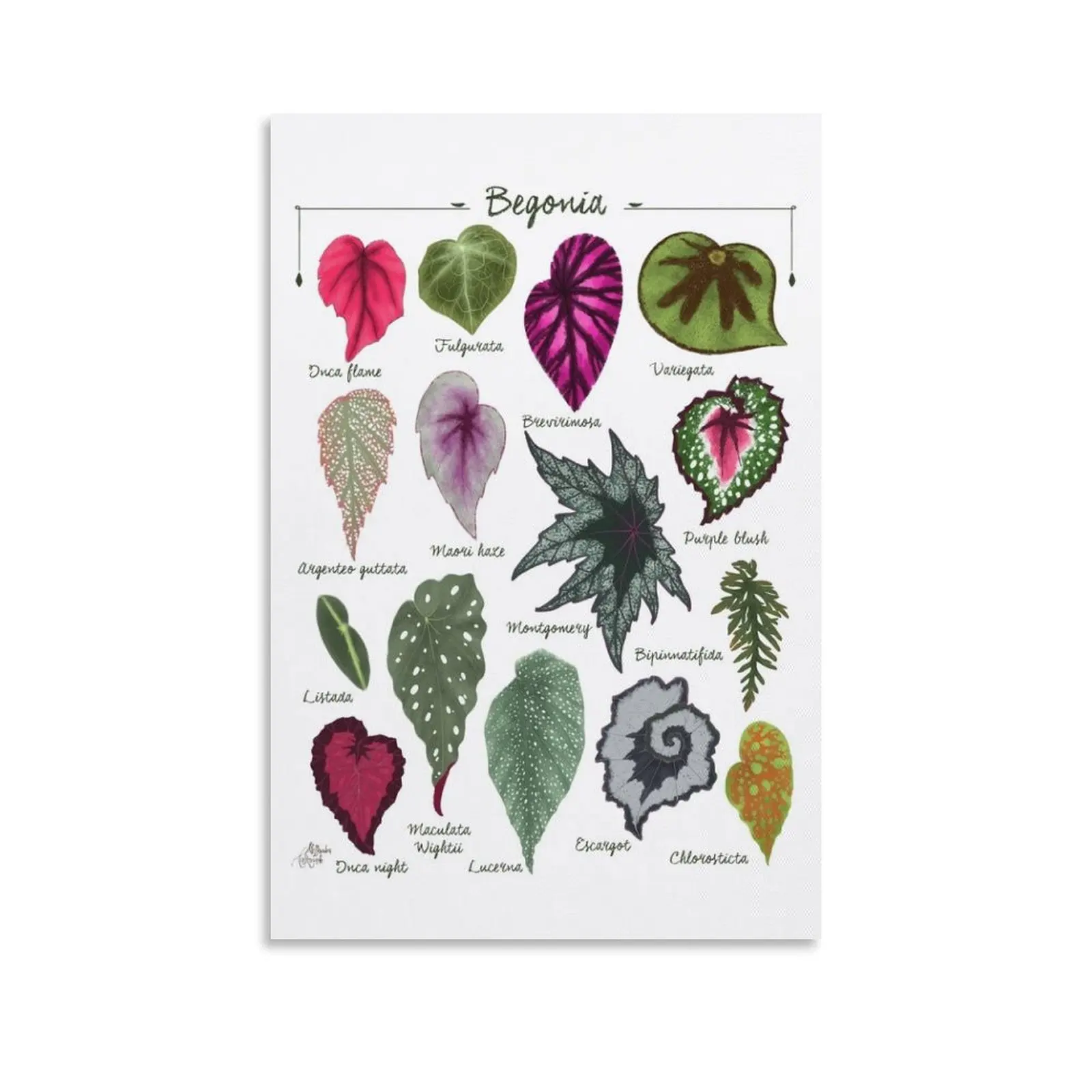Begonia leaves species varieties art print botanical illustration ...